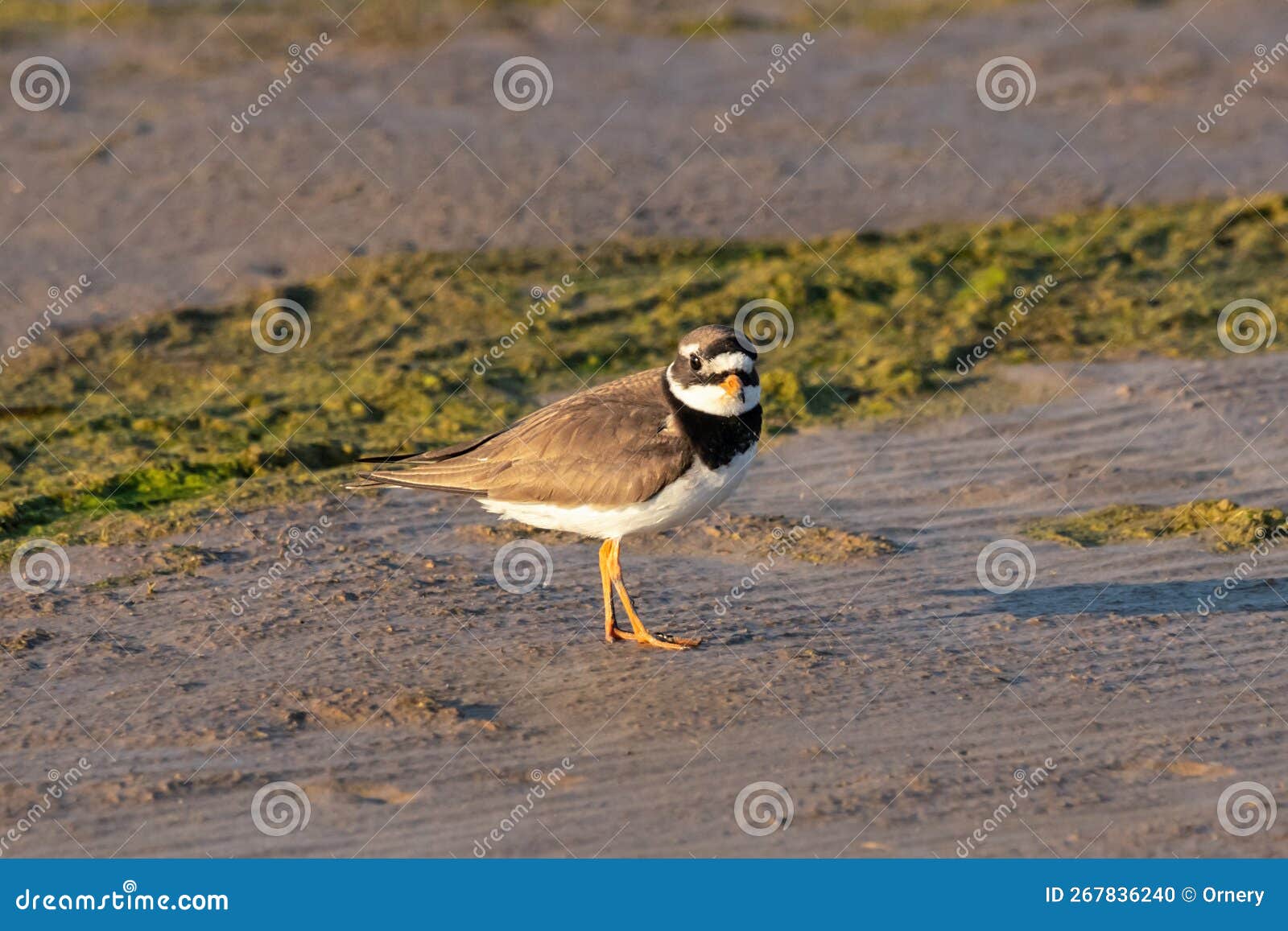 Common Ringed Plover Charadrius Hiaticula Standing on Shore Dirt Stock ...