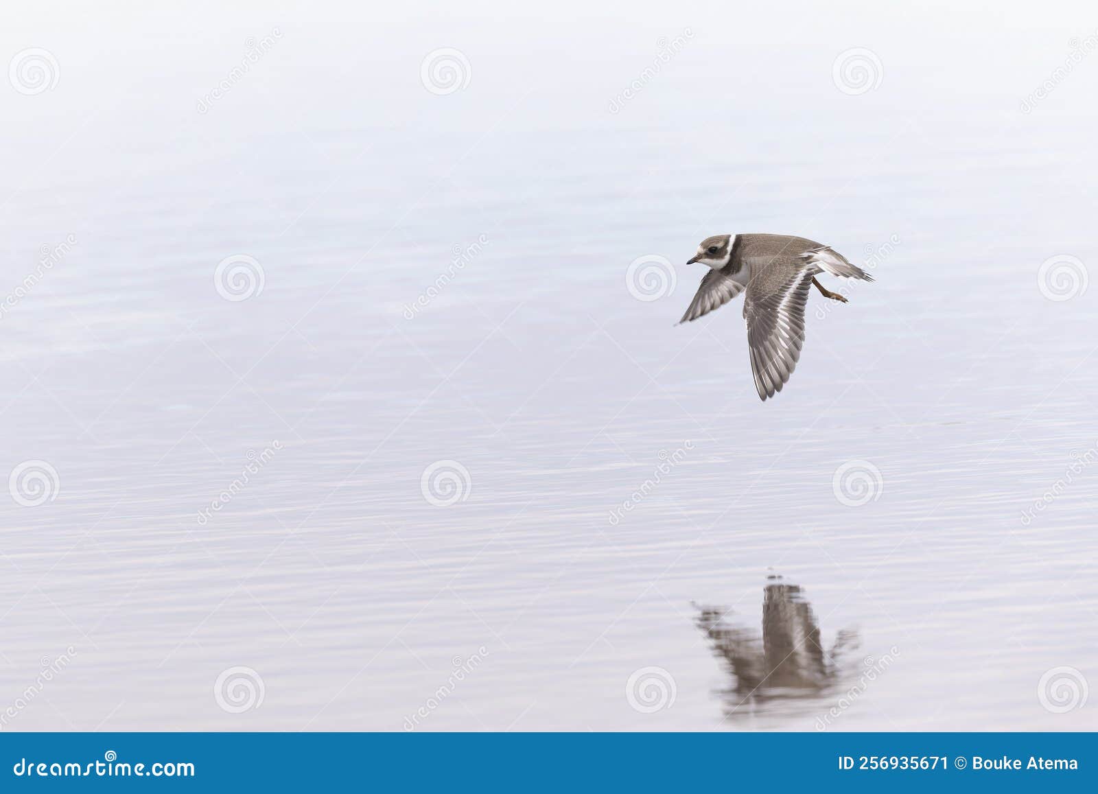 A Common Ringed Plover in Flight during Fall Migration on the Beach ...