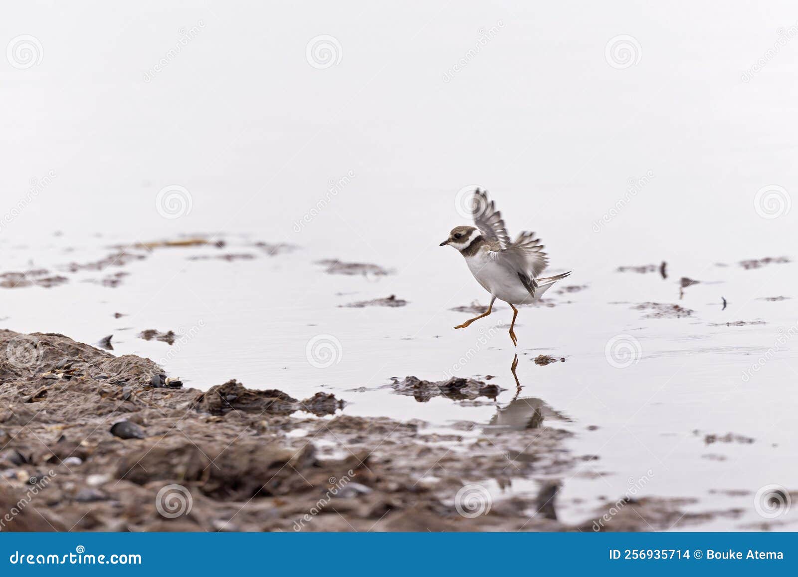 A Common Ringed Plover in Flight during Fall Migration on the Beach ...