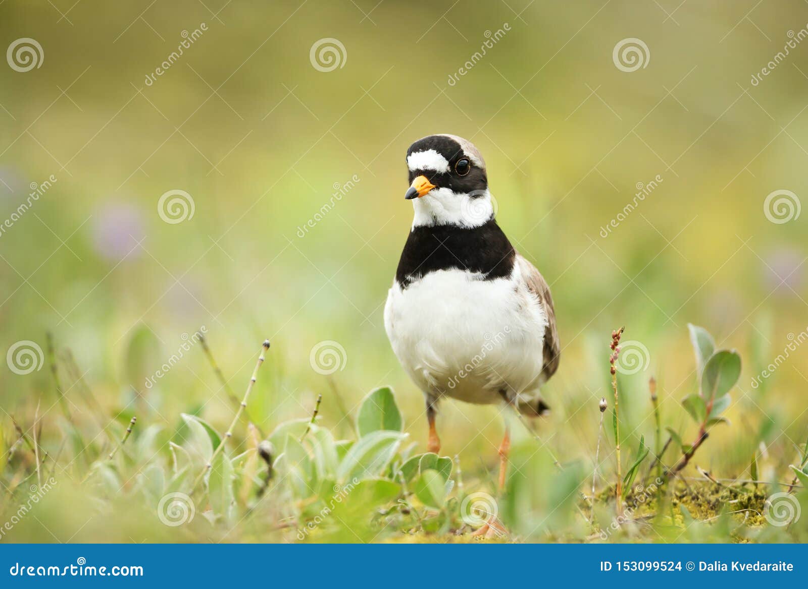 Common Ringed Plover in the Meadow Stock Photo - Image of bird, coast ...