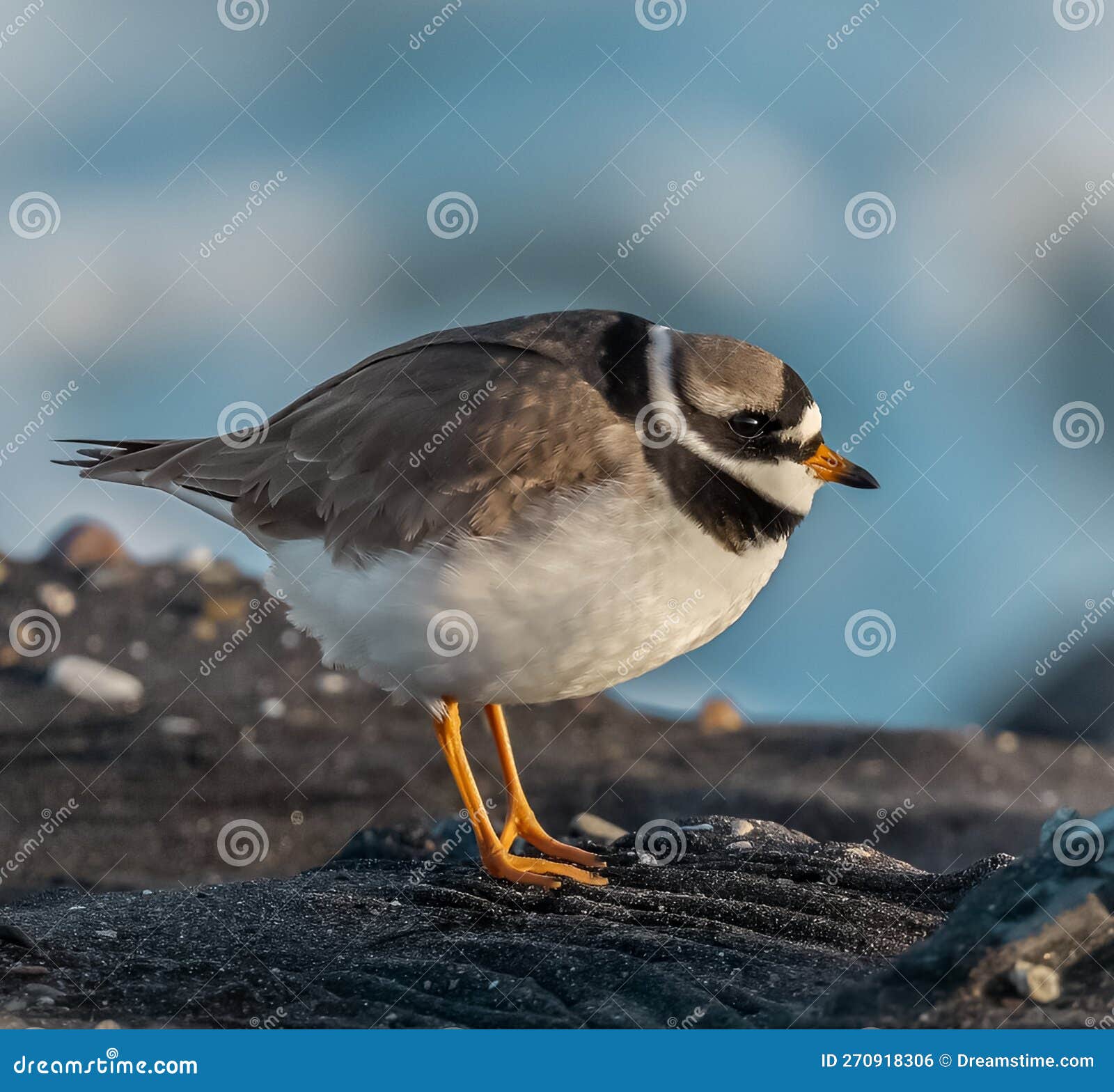 The Common Ringed Plover or Ringed Plover is a Small Plover that Breeds ...