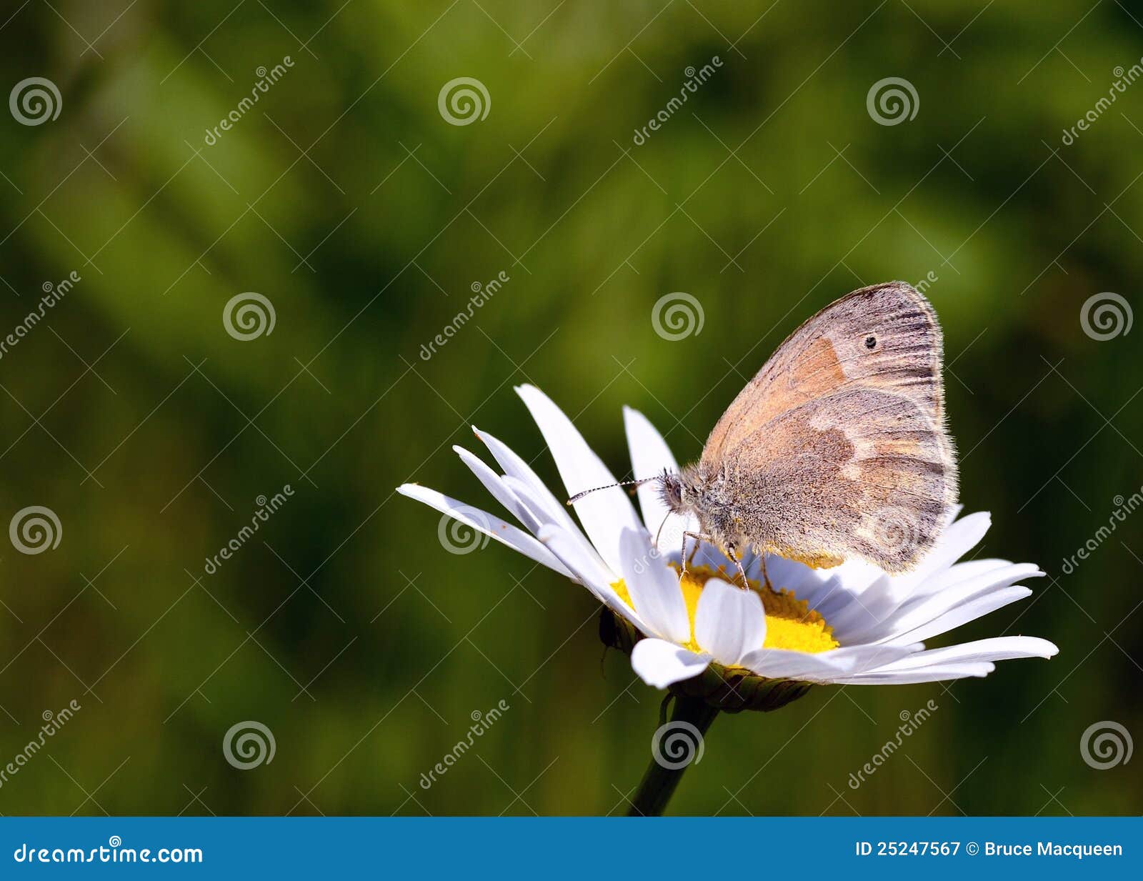 Common Ringlet Butterfly stock image. Image of closeup - 25247567