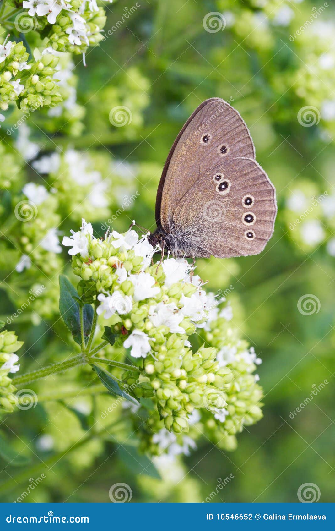 Common Ringlet Butterfly (Aphantopus Hyperantus) Stock Photo - Image of ...