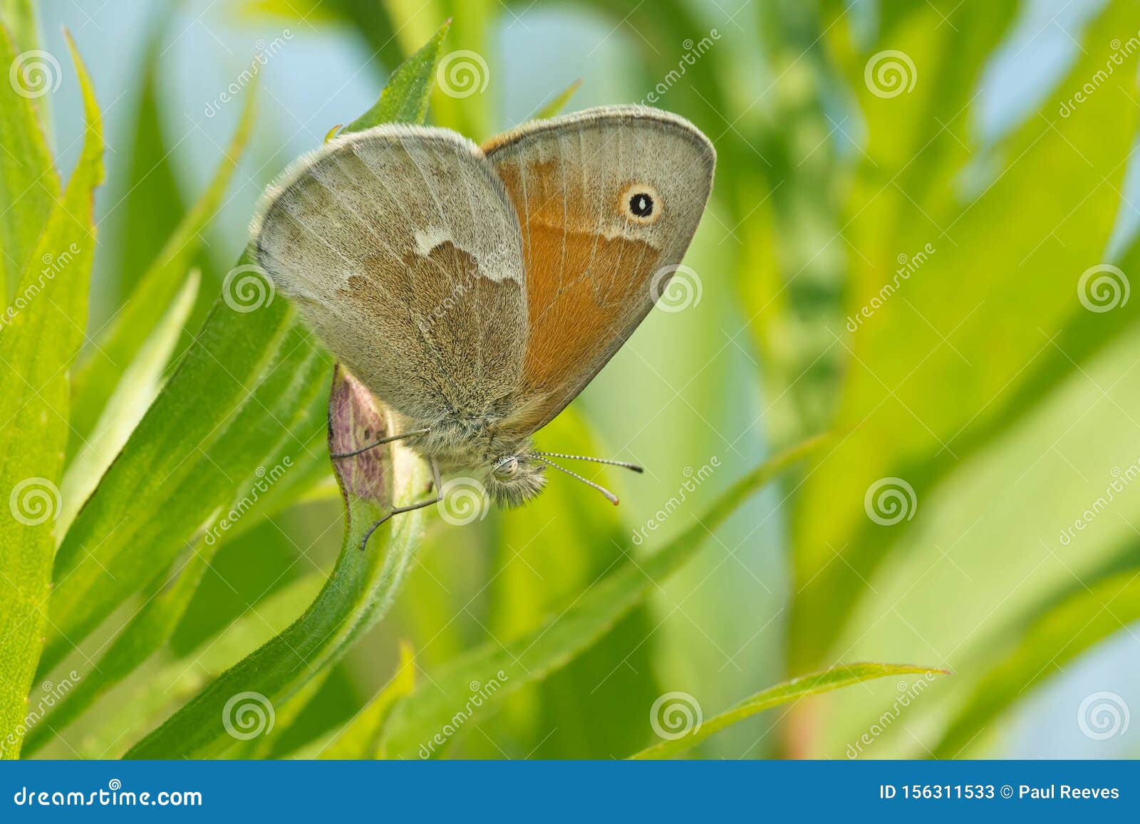 Common Ringlet Butterfly - Coenonympha Tullia Stockbild - Bild von ...