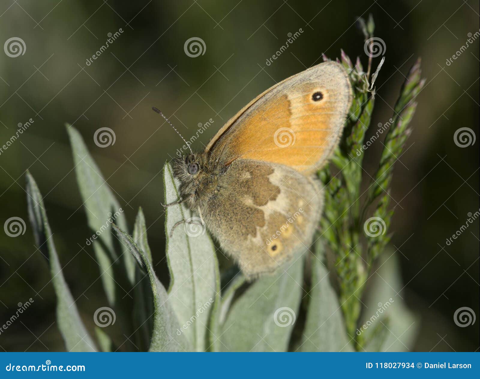 Common Ringlet Butterfly stock photo. Image of nature - 118027934