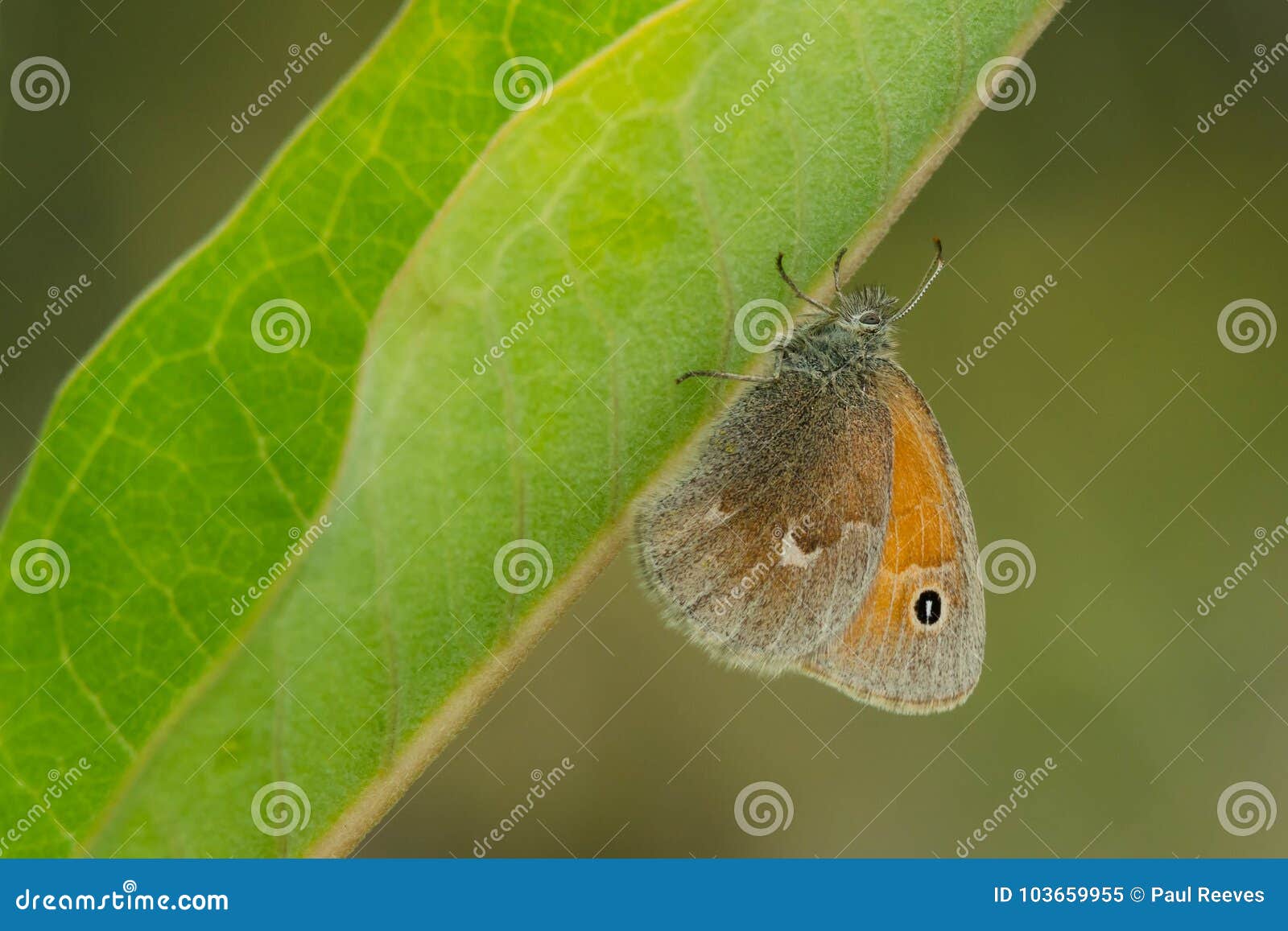 Common Ringlet Butterfly - Coenonympha Tullia Stock Image - Image of ...