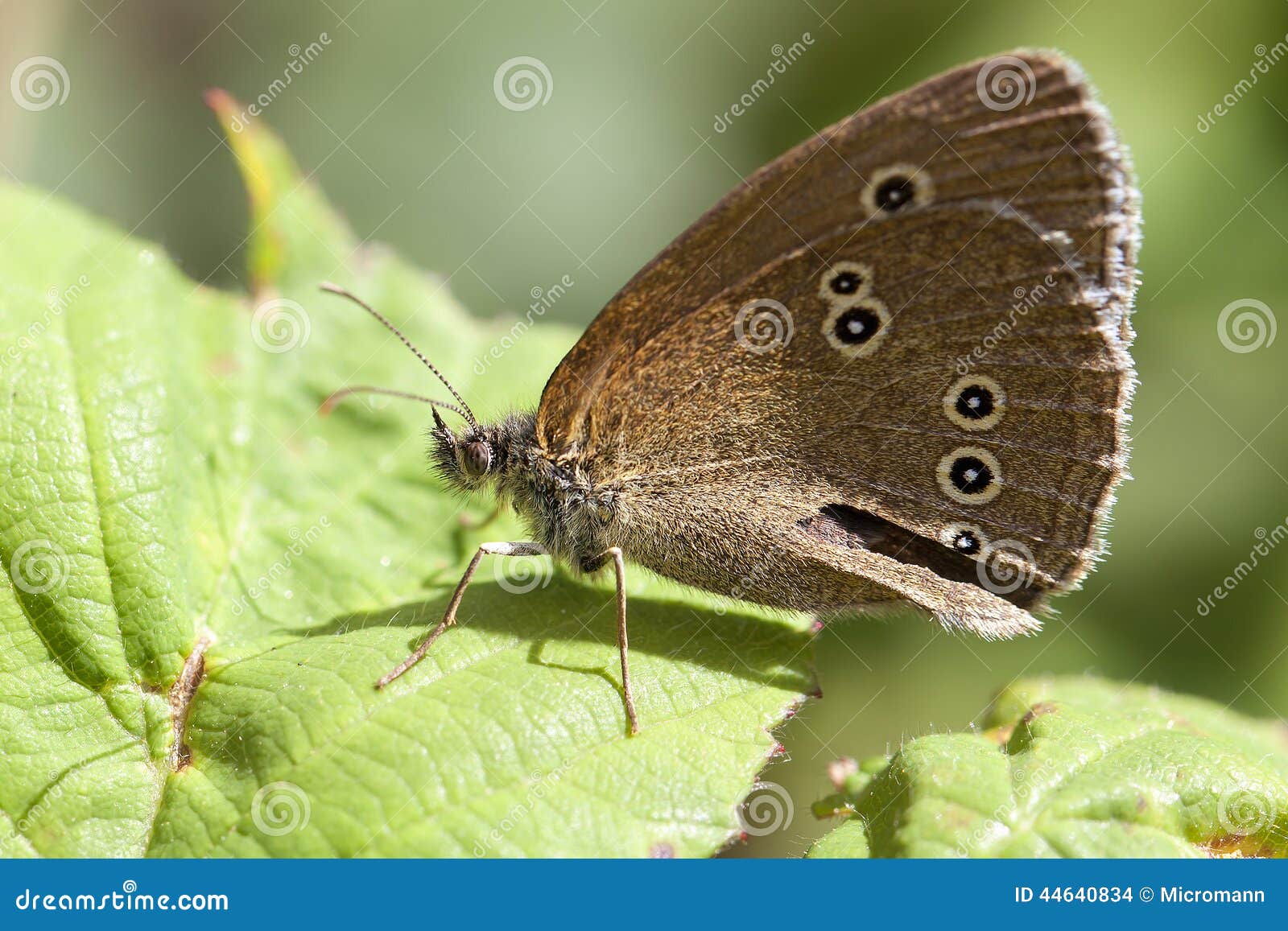 Common Ringlet - Coenonympha Tullia Stock Photo - Image of insect ...