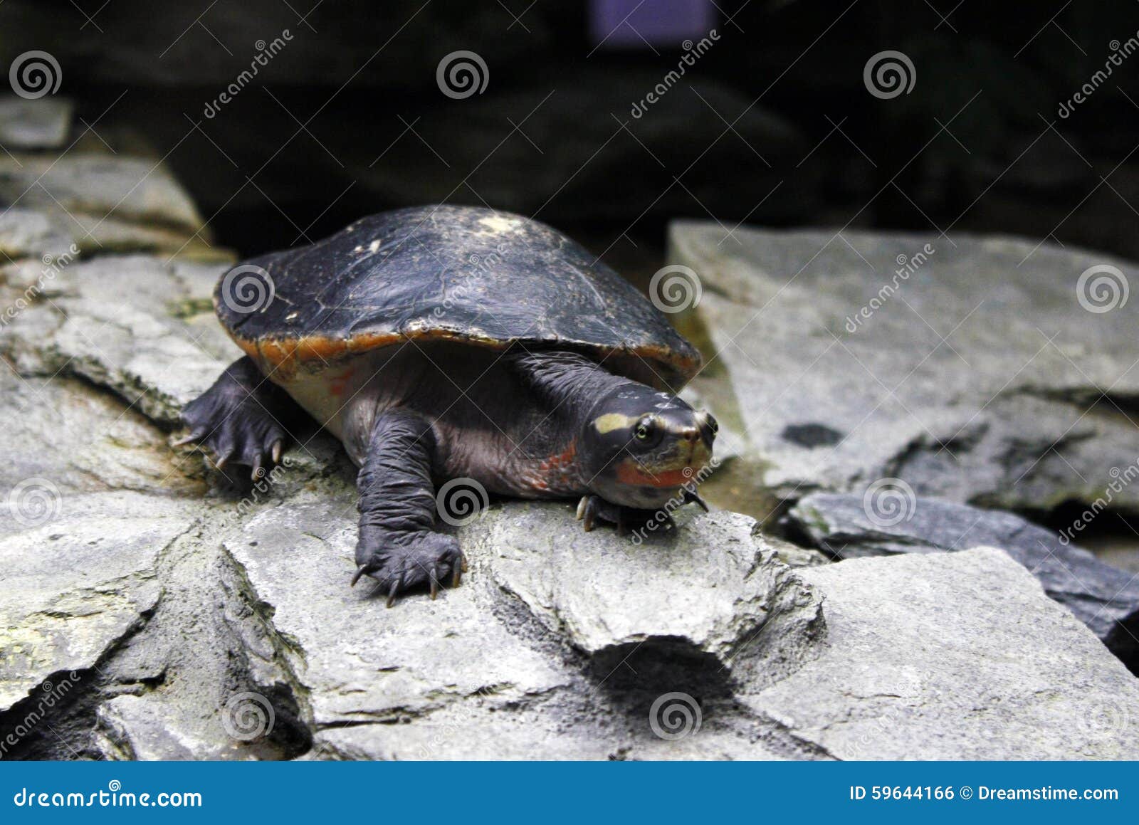 Common River Terrapin stock photo. Image of freshwater - 59644166