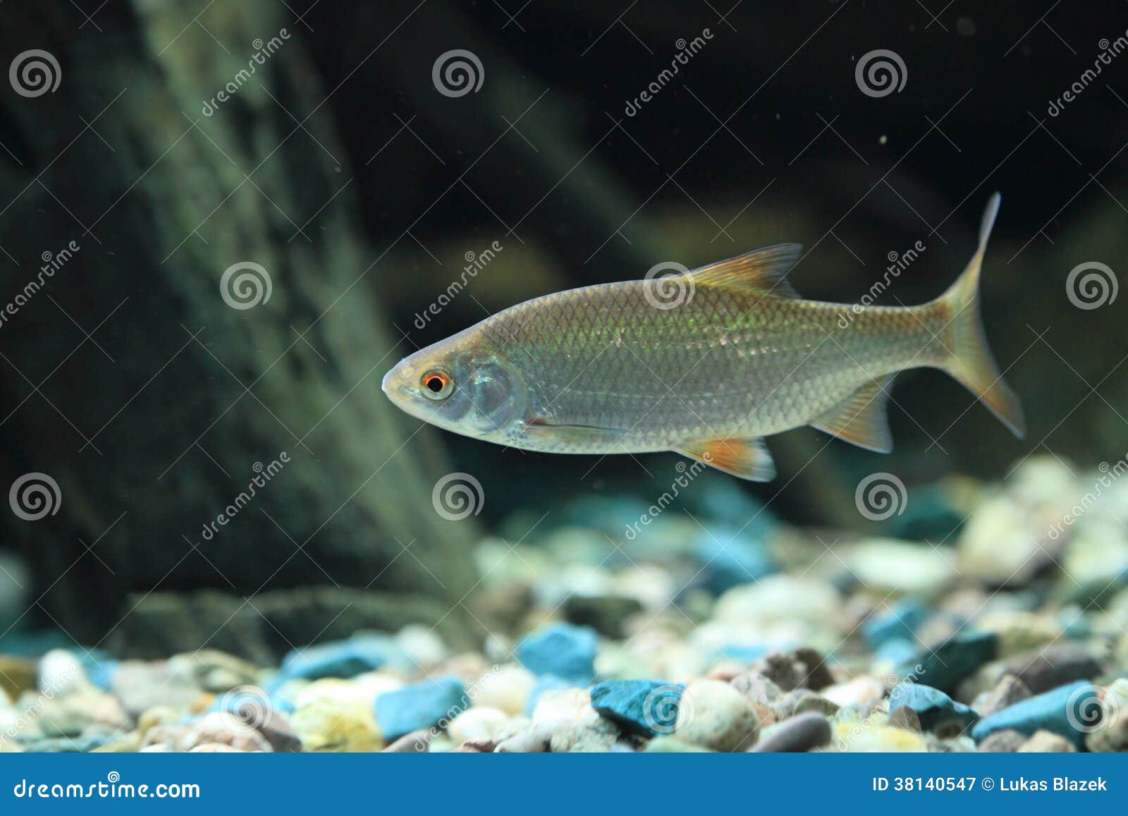 Common Roach, Healthy Cautious Freshwater Fish With Orange Eyes In ...