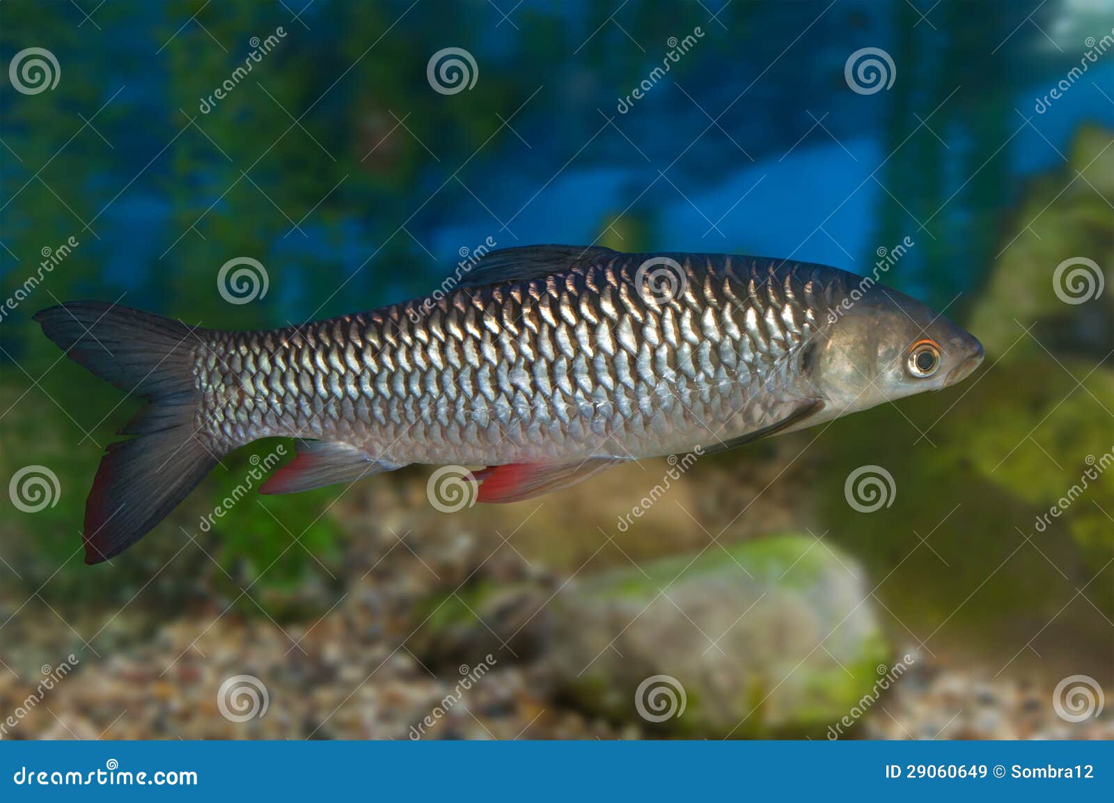 Common roach in aquarium stock image. Image of seaweed - 29060649