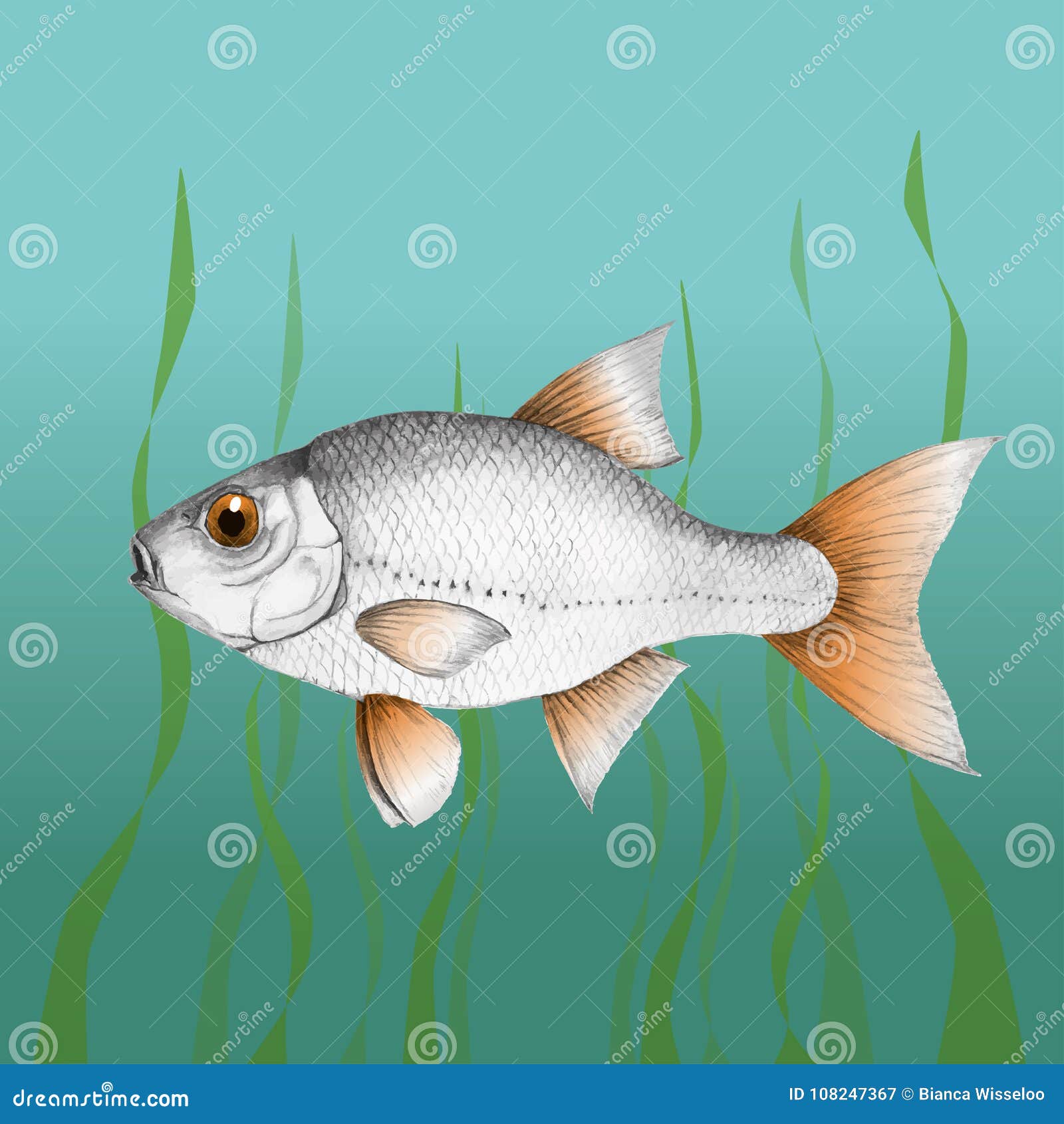 Common roach fish stock vector. Illustration of rutilus - 108247367