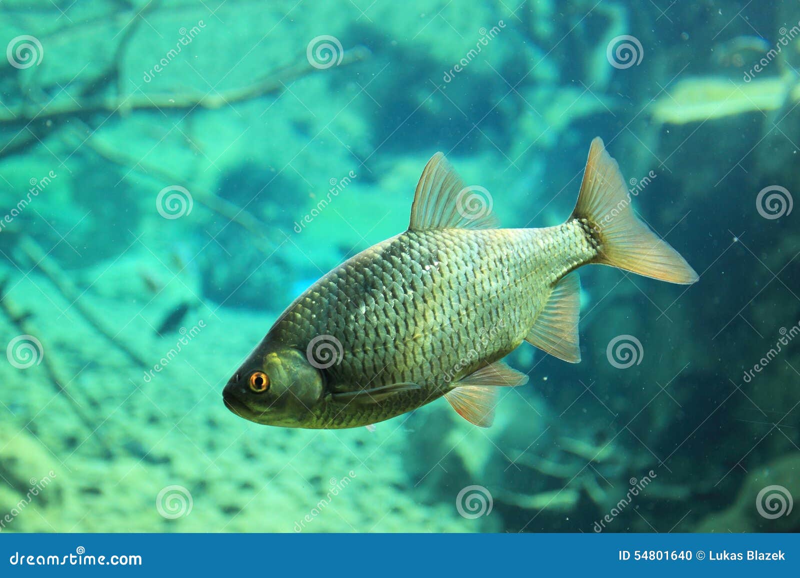 Common Roach, Healthy Cautious Freshwater Fish With Orange Eyes In ...