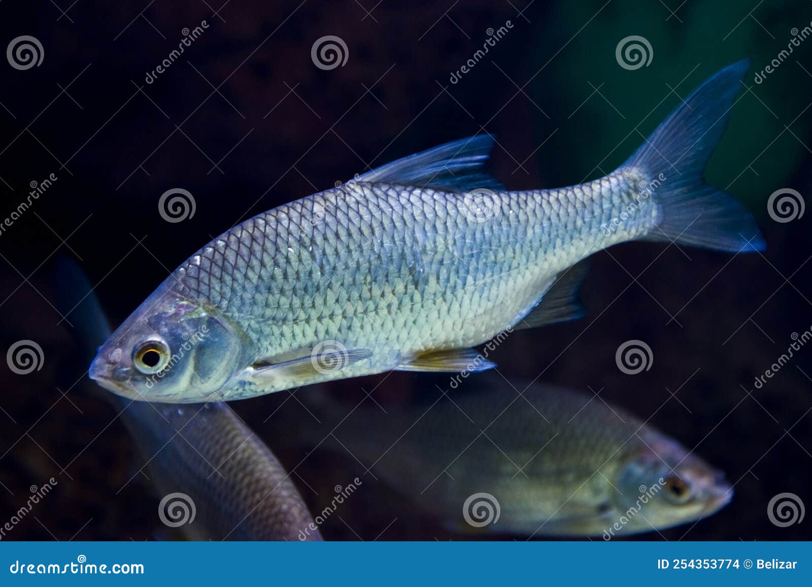Common Roach Freshwater Fish in Dark Water Stock Photo - Image of ...
