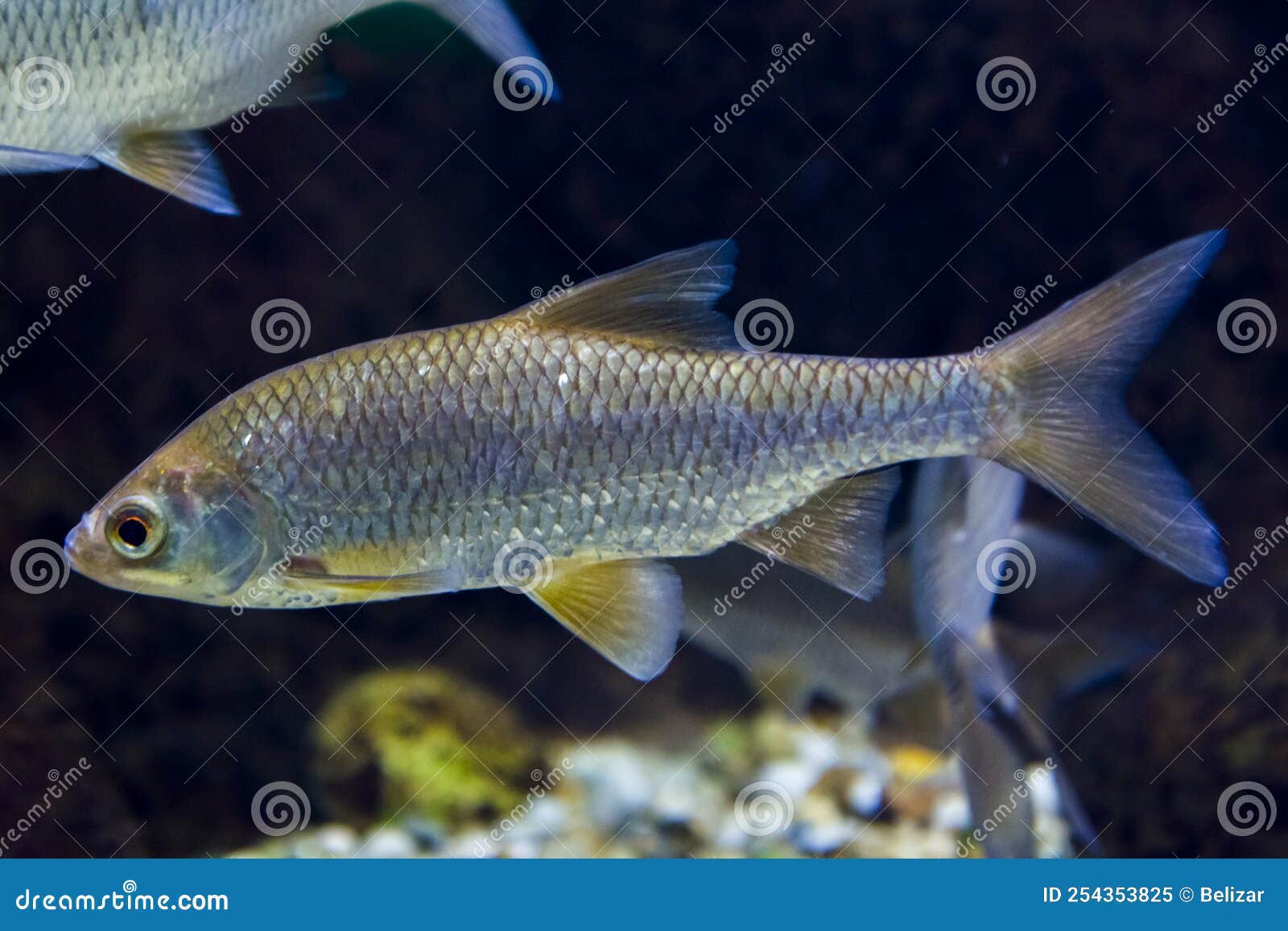 Common Roach Freshwater Fish in Dark Water Stock Image - Image of roach ...