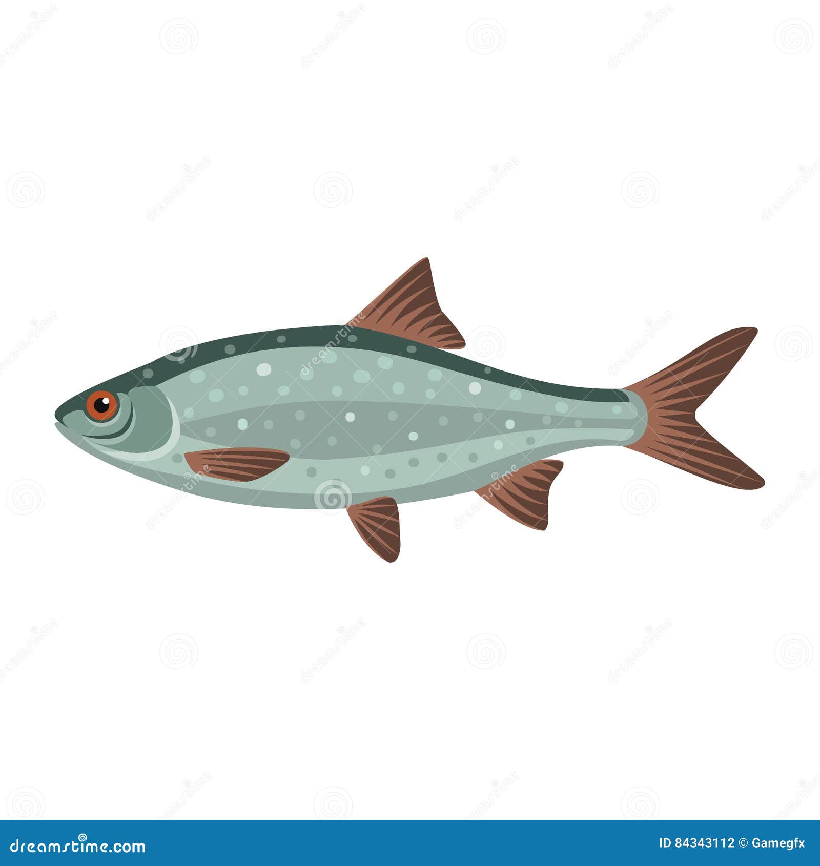 Common roach rutilus fish stock vector. Illustration of ancient - 84343112