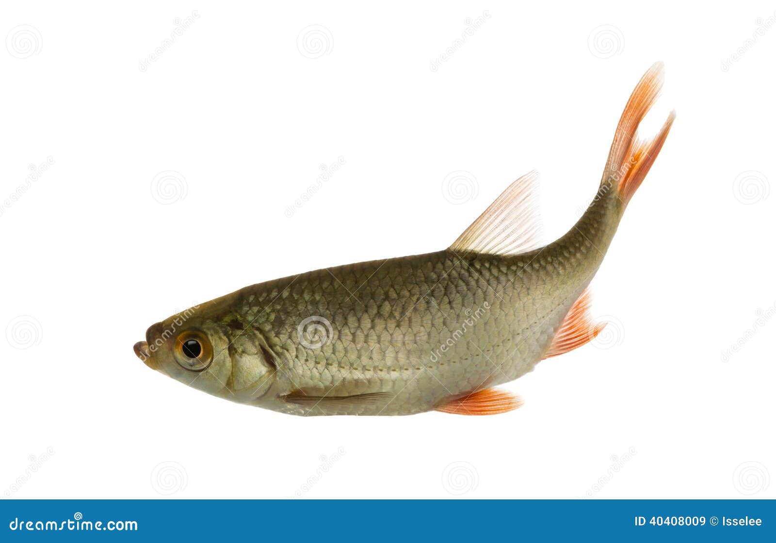 Common Roach Swimming, Rutilus Rutilus, Isolated Stock Image - Image of ...