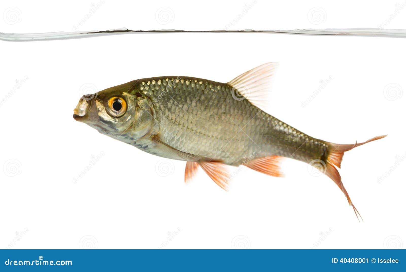 Common Roach, Healthy Cautious Freshwater Fish With Orange Eyes In ...