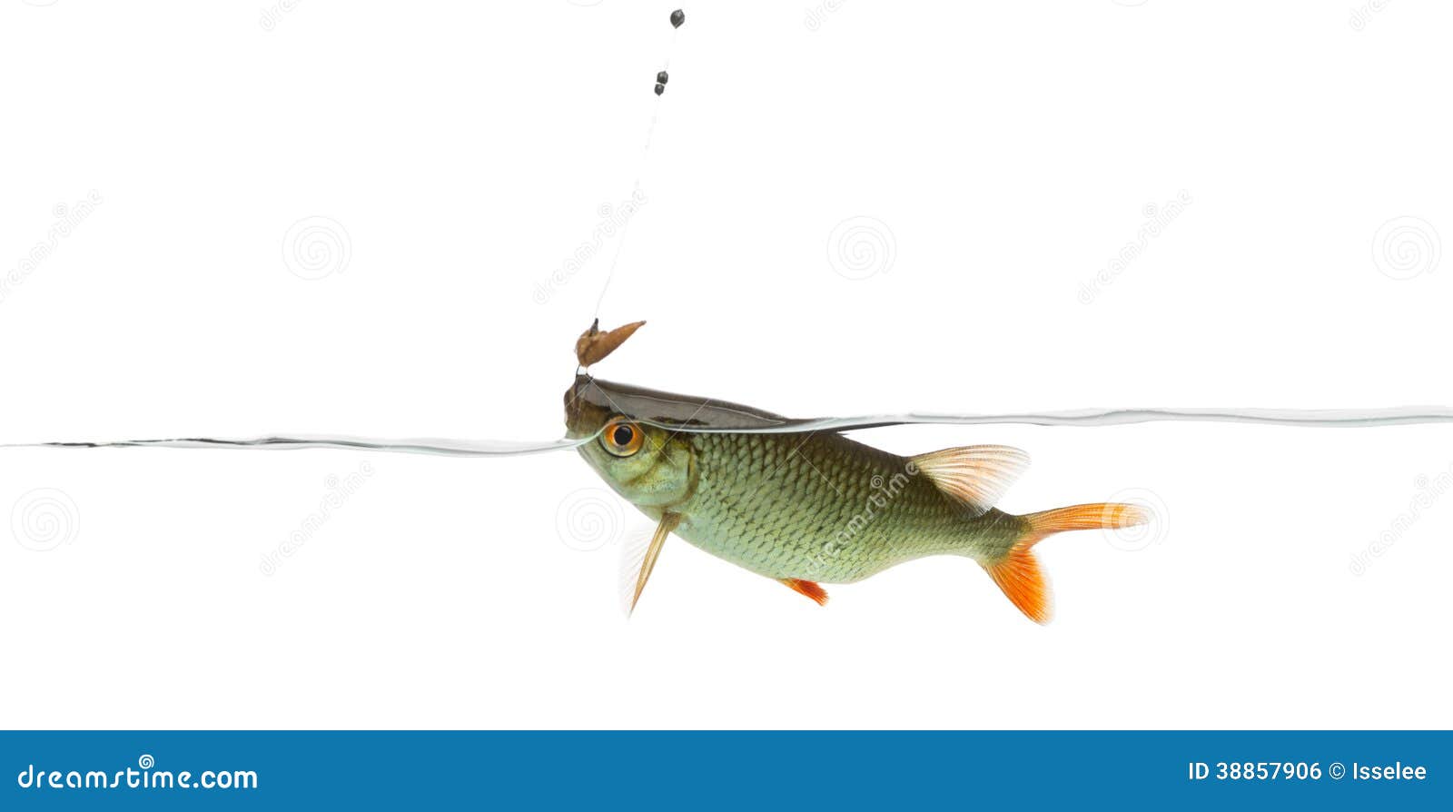 Common Roach, Healthy Cautious Freshwater Fish With Orange Eyes In ...