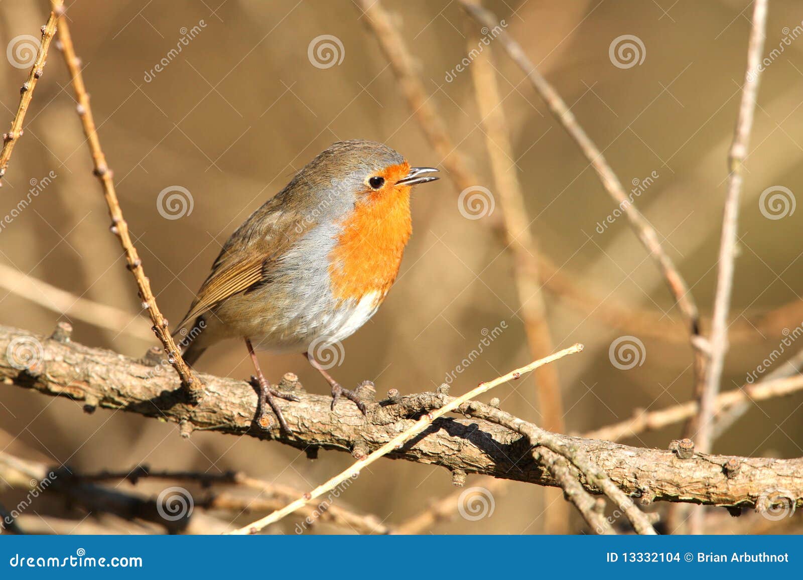 Common robin. stock photo. Image of wildlife, feathers - 13332104