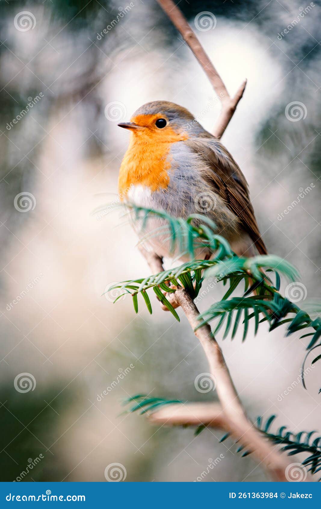 Common robin stock photo. Image of winter, tiny, forest - 261363984