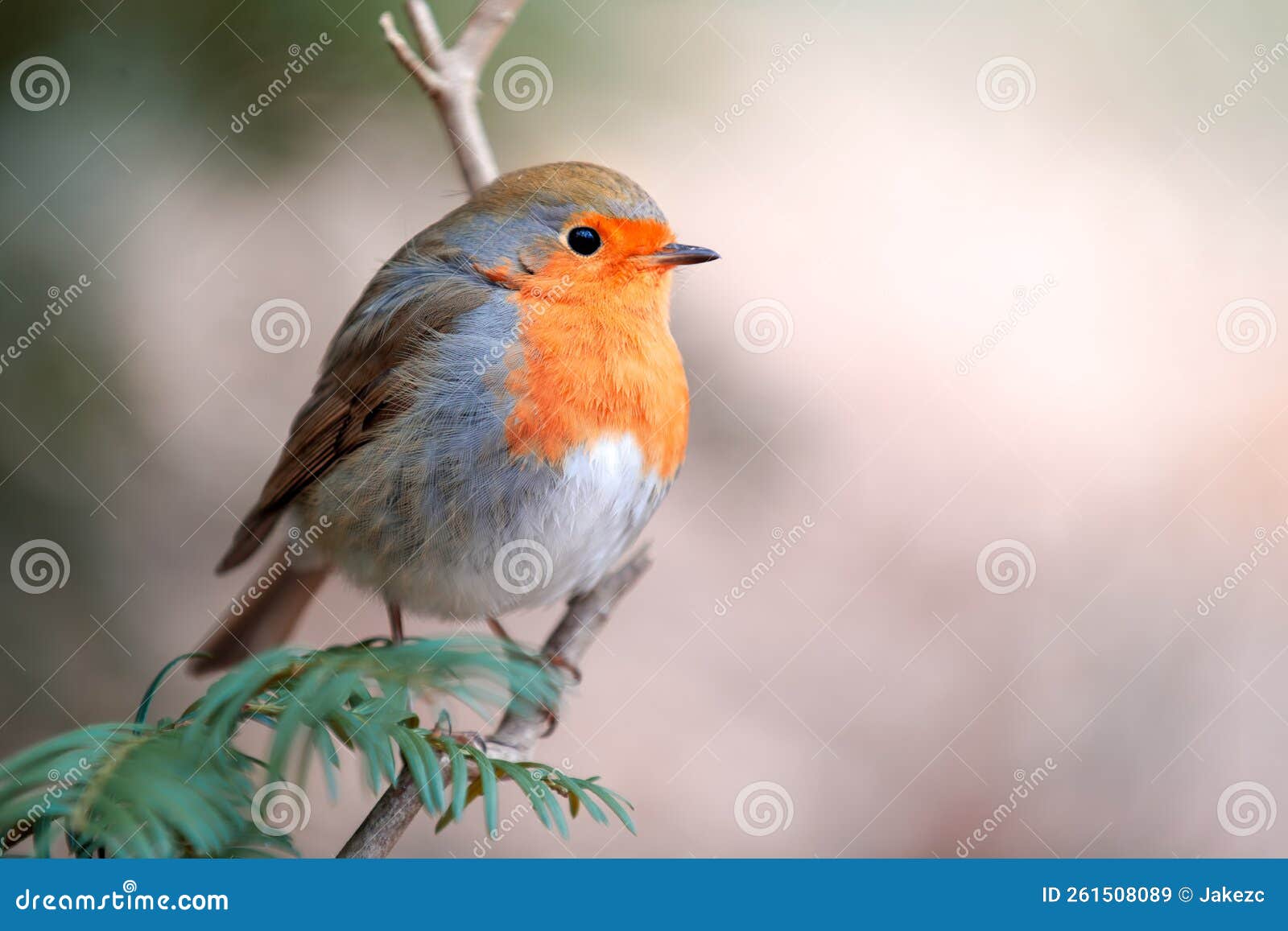 Common robin stock image. Image of feather, beak, small - 261508089