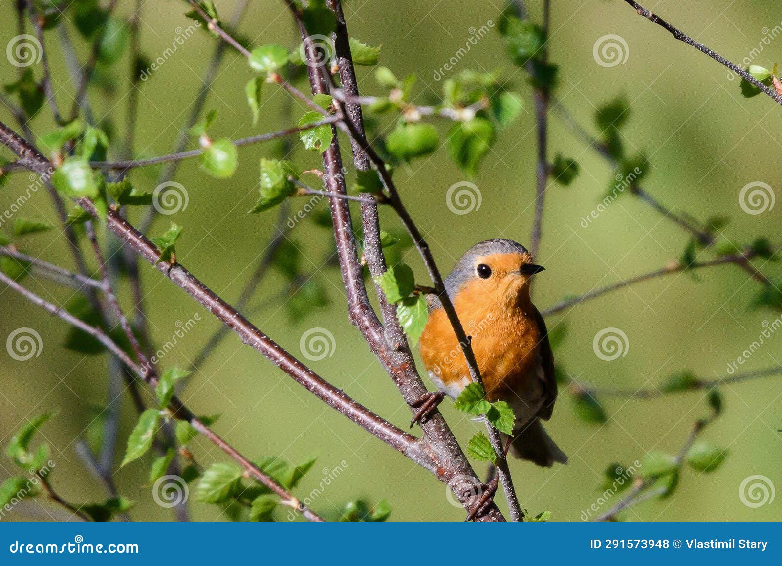 The Common Robin (Erithacus Rubecula) is a Small, Inconspicuous Bird ...
