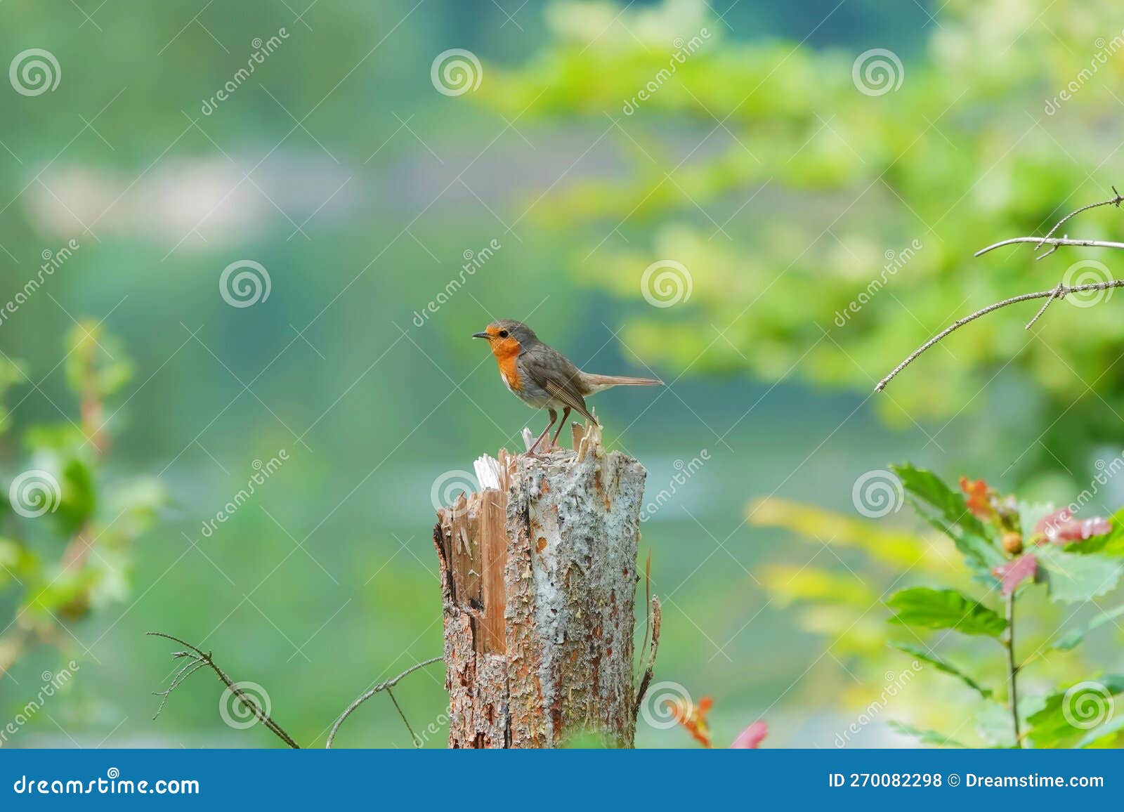 Common Robin Sitting on a Tree Trunk Stock Photo - Image of broken ...