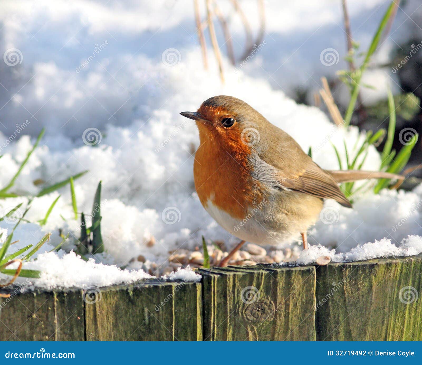 Common Robin at wintertime stock photo. Image of robin - 32719492