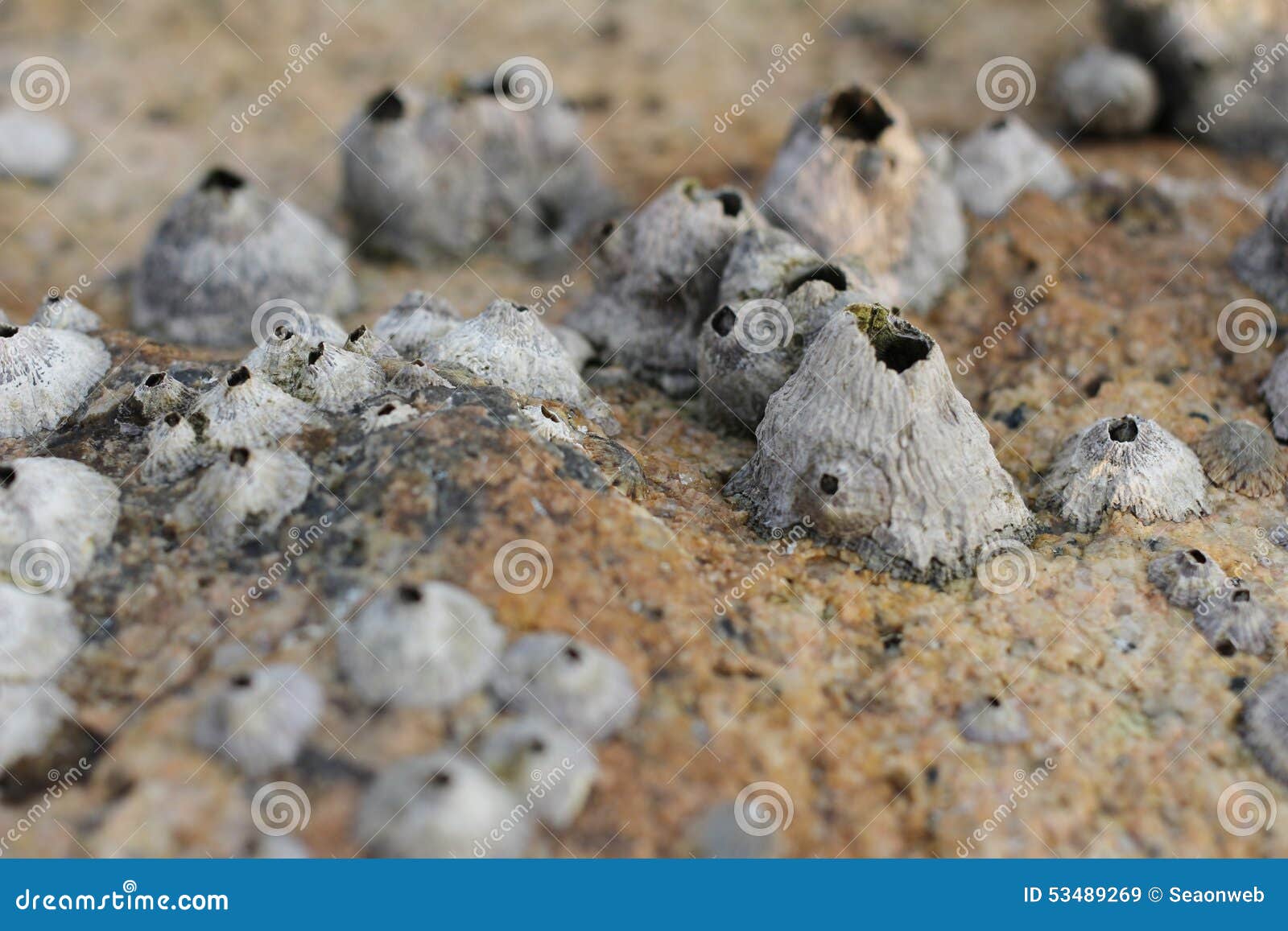 Common rock barnacle stock image. Image of beach, balanoides - 53489269
