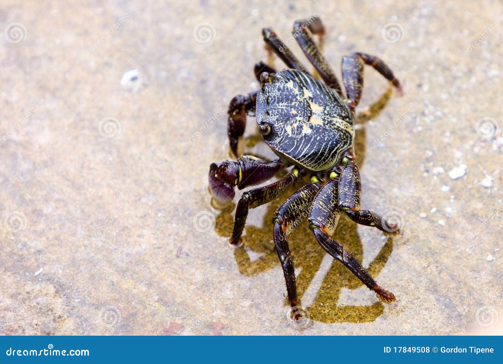 Common Rock Crab Standing in Rock Pool Stock Photo - Image of ...
