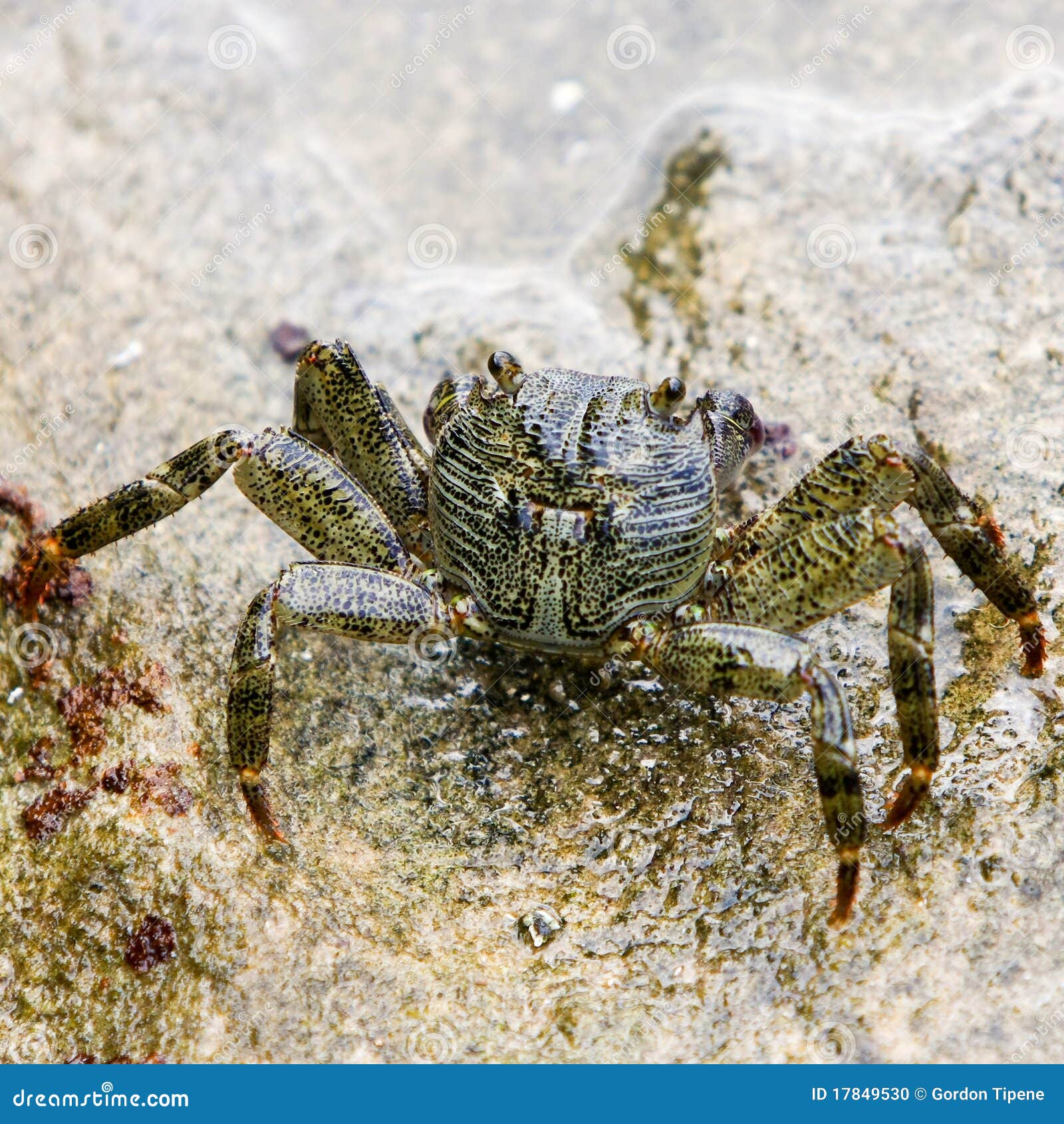Common Rock Crab Standing in Rock Pool Stock Photo - Image of ...