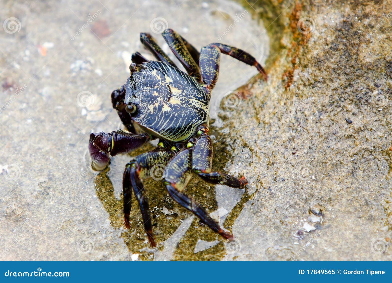 Common Rock Crab Standing in Rock Pool Stock Image - Image of water ...