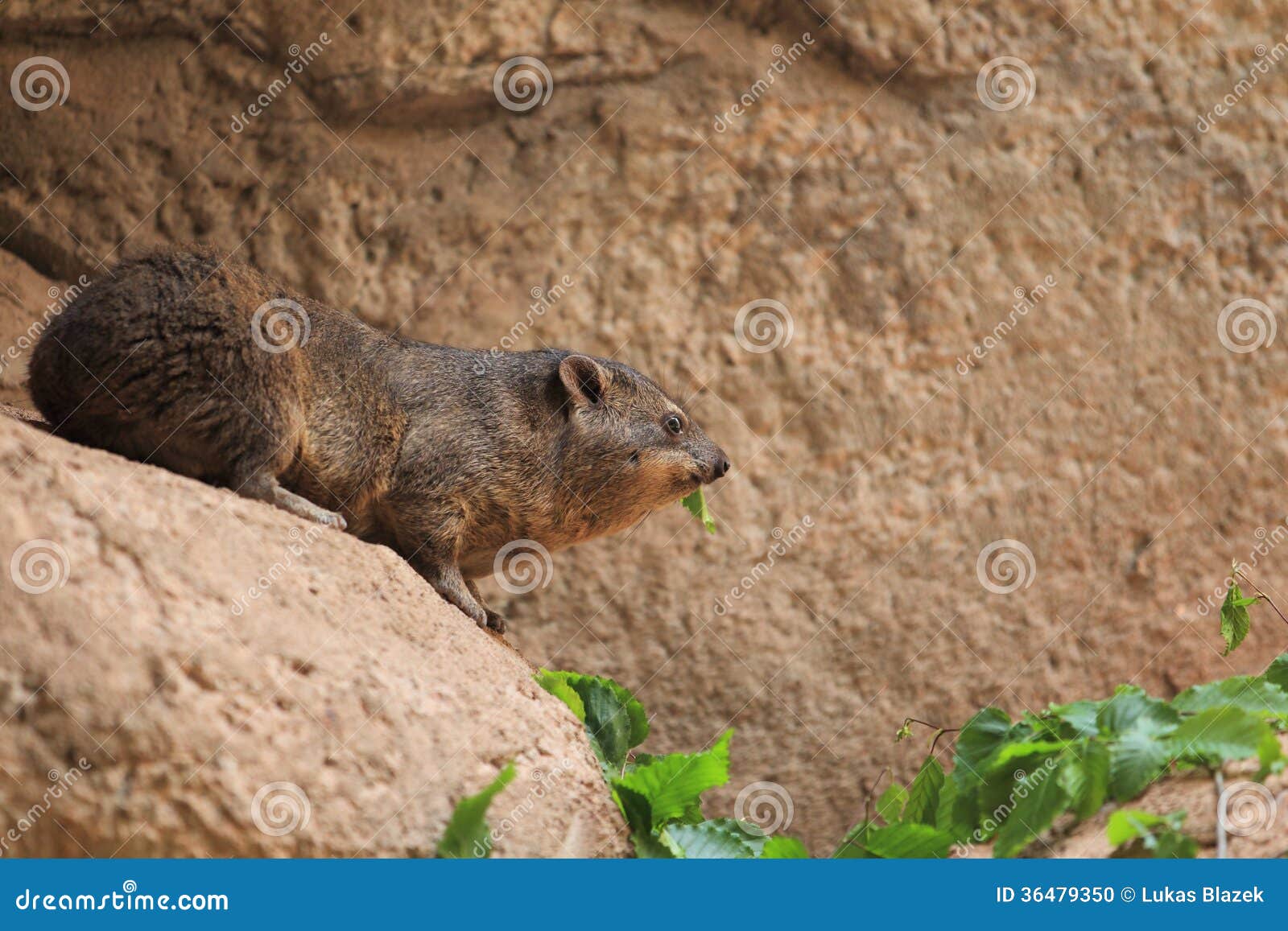 Common rock hyrax stock photo. Image of eating, procavia - 36479350