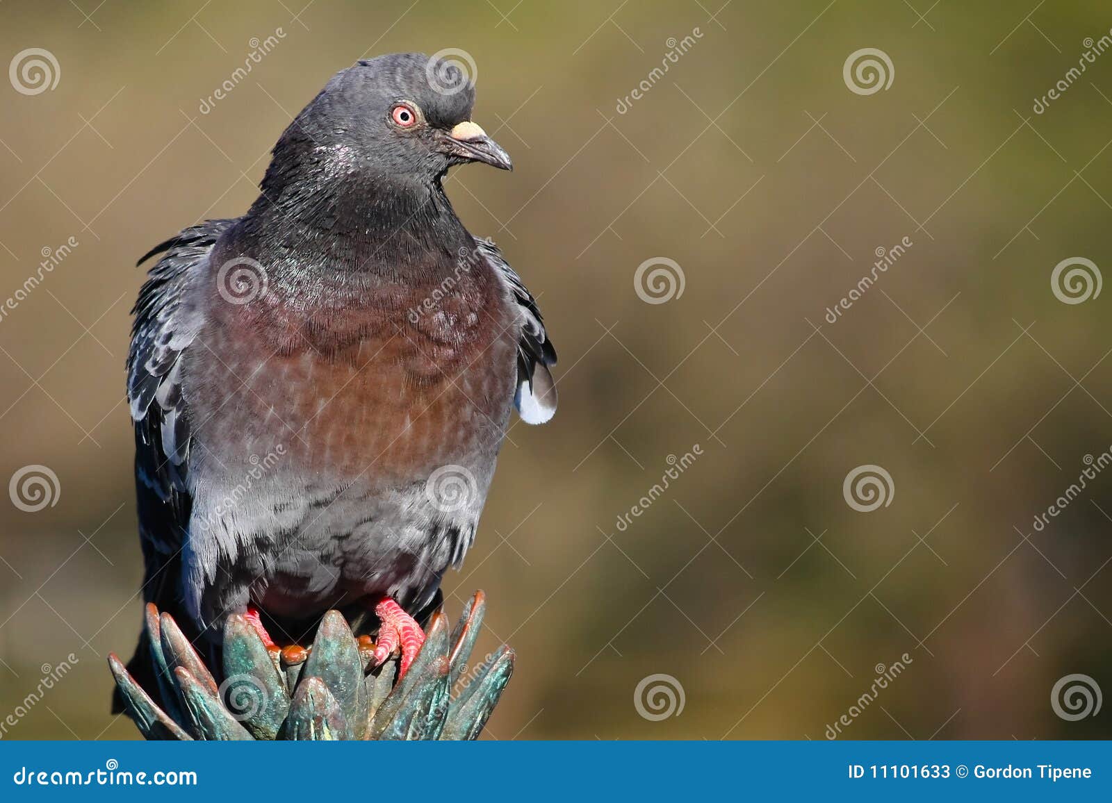 Common Rock Pigeon Iron Flower Stock Photos - Free & Royalty-Free Stock ...