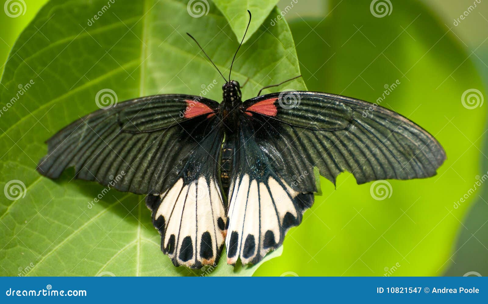 Common Rose Butterfly stock image. Image of rose, black - 10821547