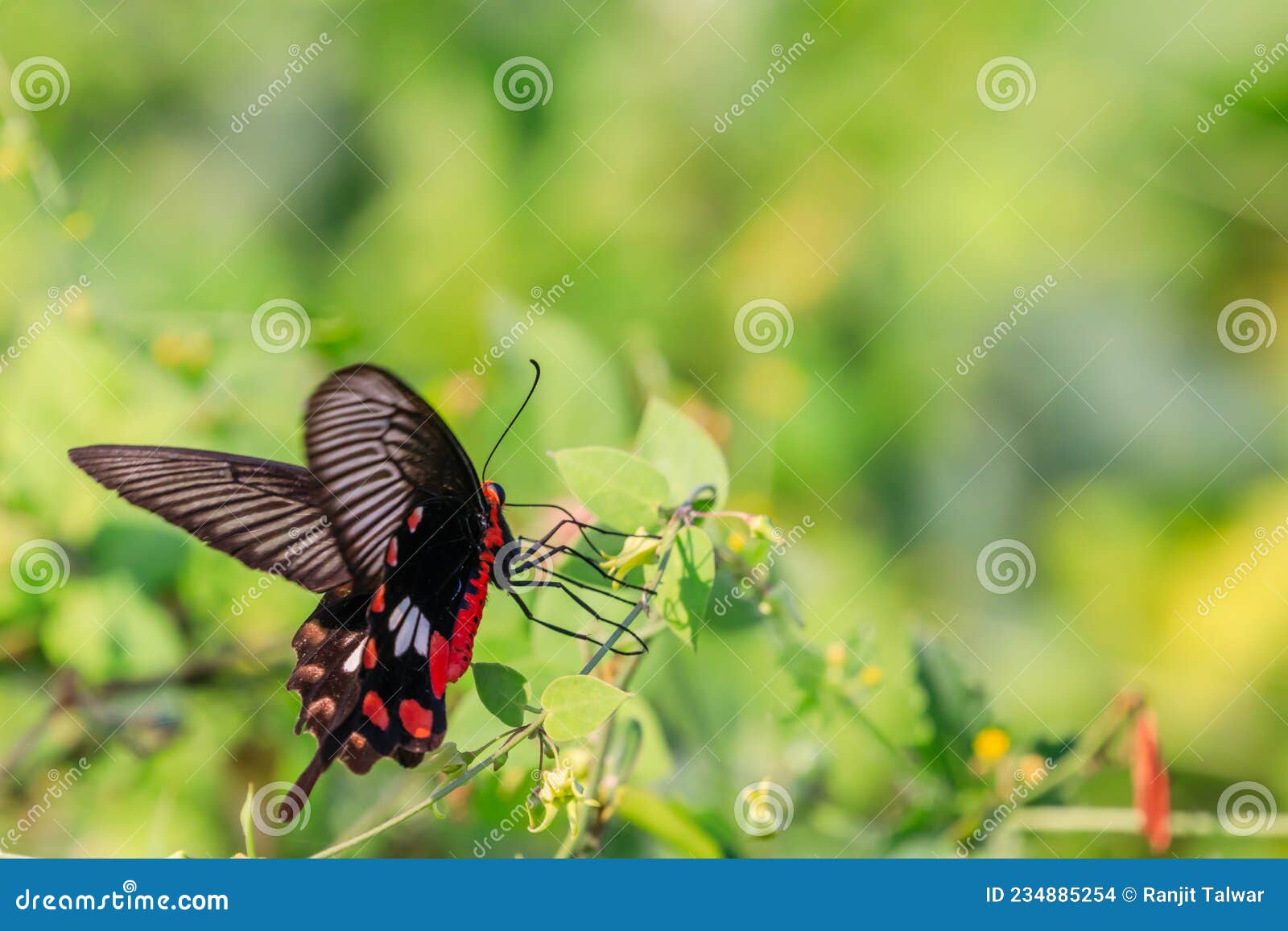 Common rose butterfly stock photo. Image of butterfly - 234885254