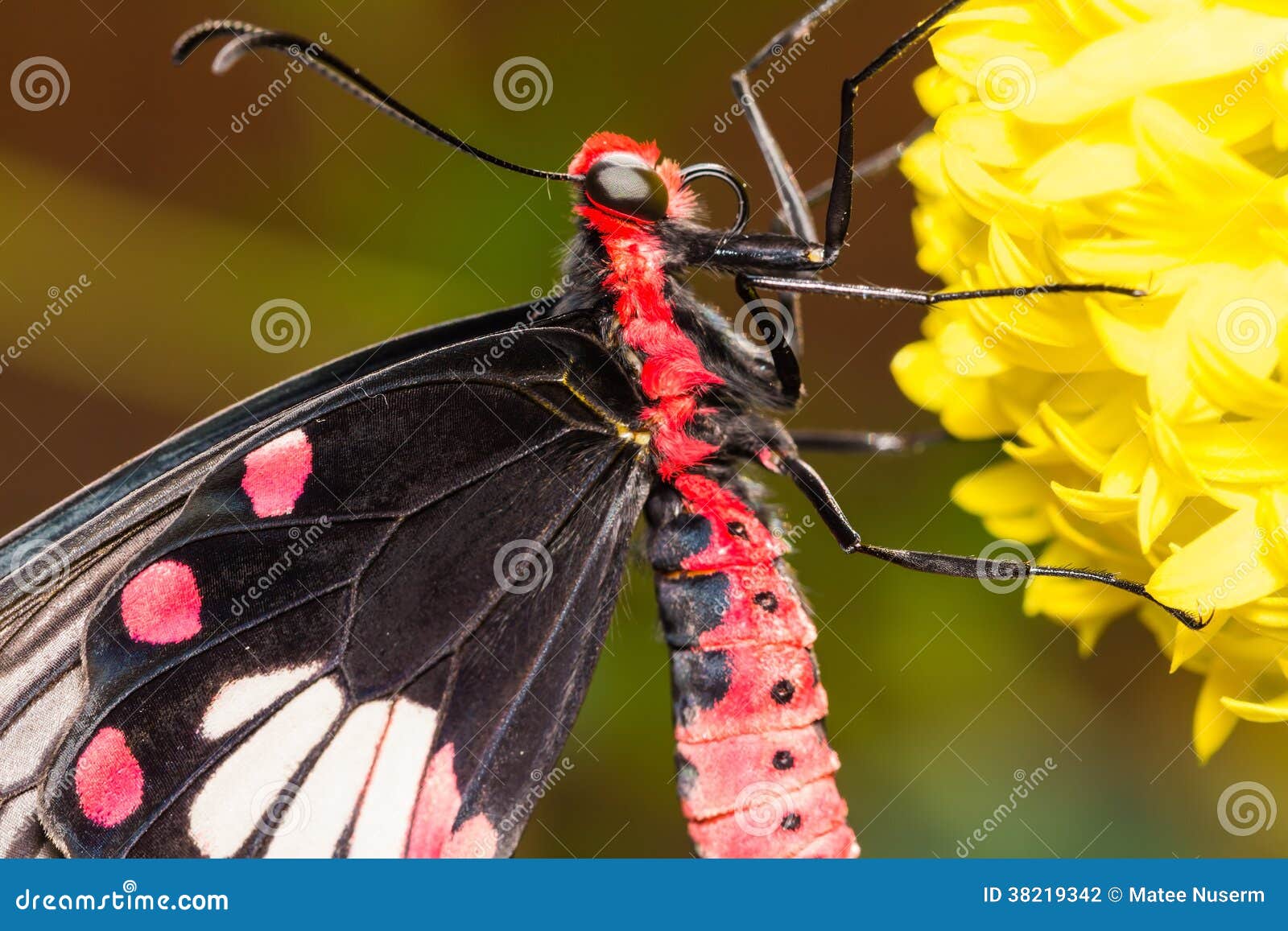 Common rose butterfly stock photo. Image of invertebrate - 38219342