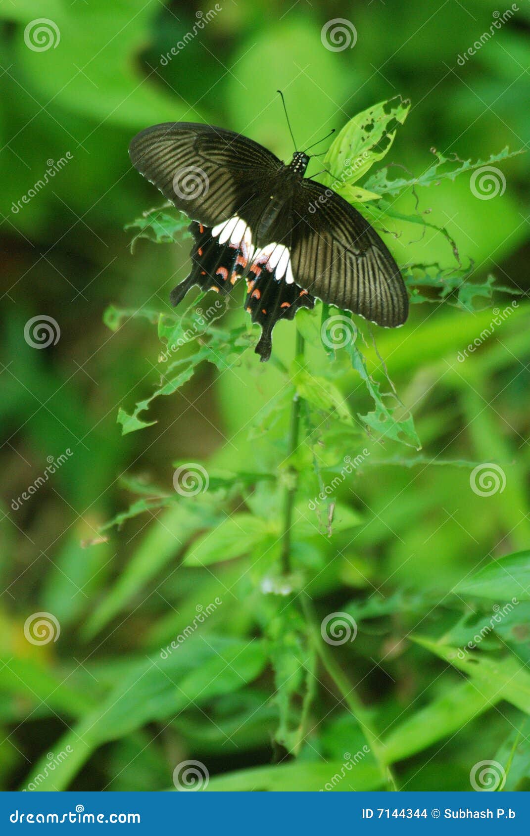 Common Rose Pachliopta Aristolochiae Butterfly Life Cycle Stock Photo ...