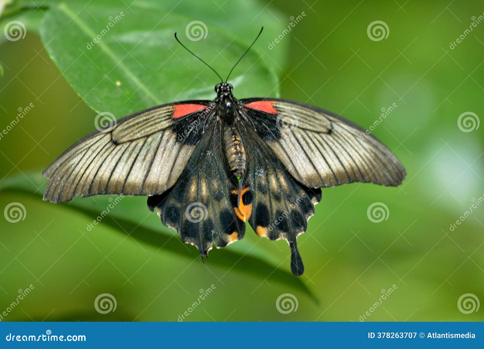Common Rose Pachliopta Aristolochiae Butterfly Life Cycle Stock Image ...