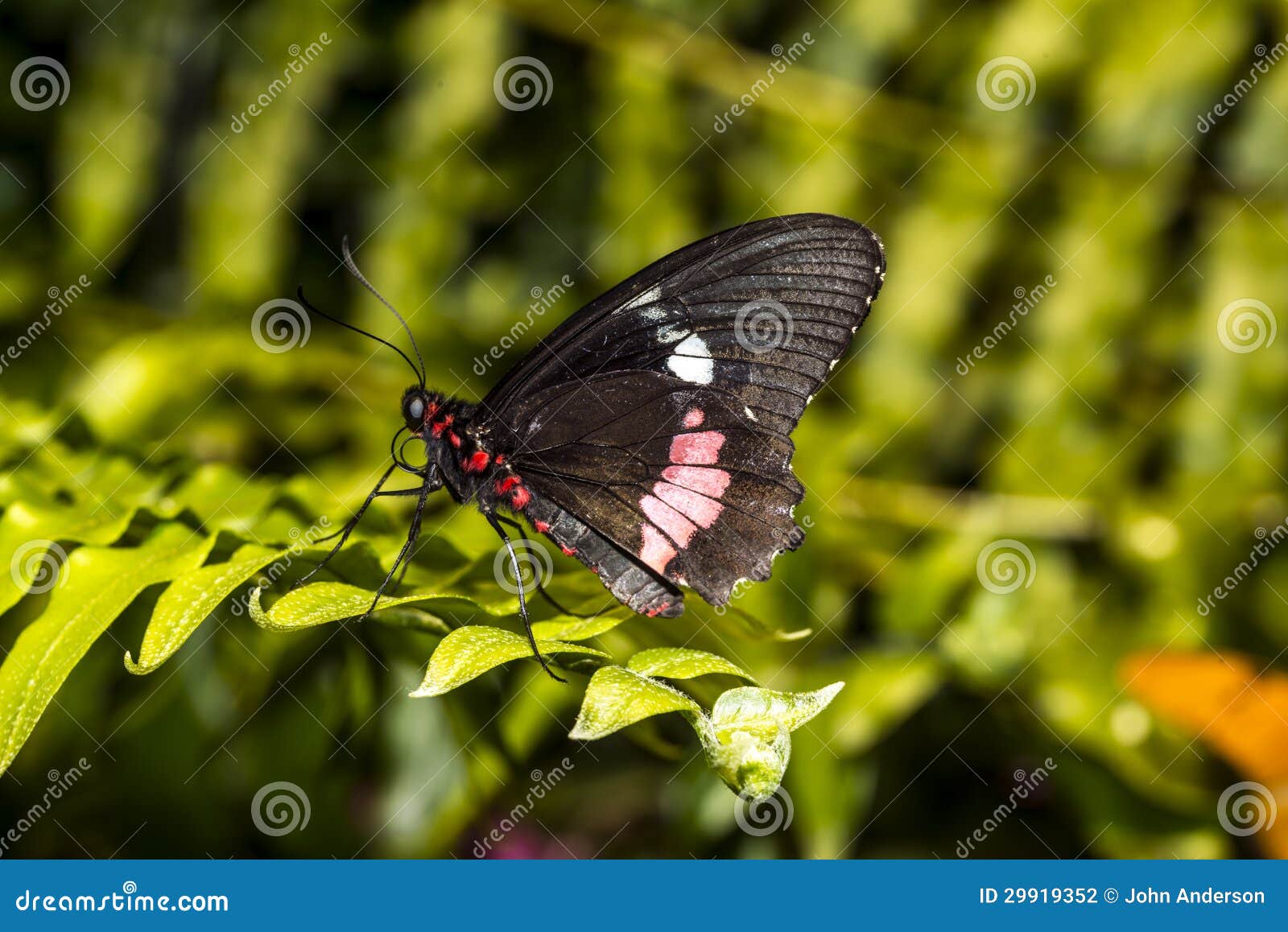 Common Rose Longwing Butterfly Stock Photo - Image of pieridae, moth ...