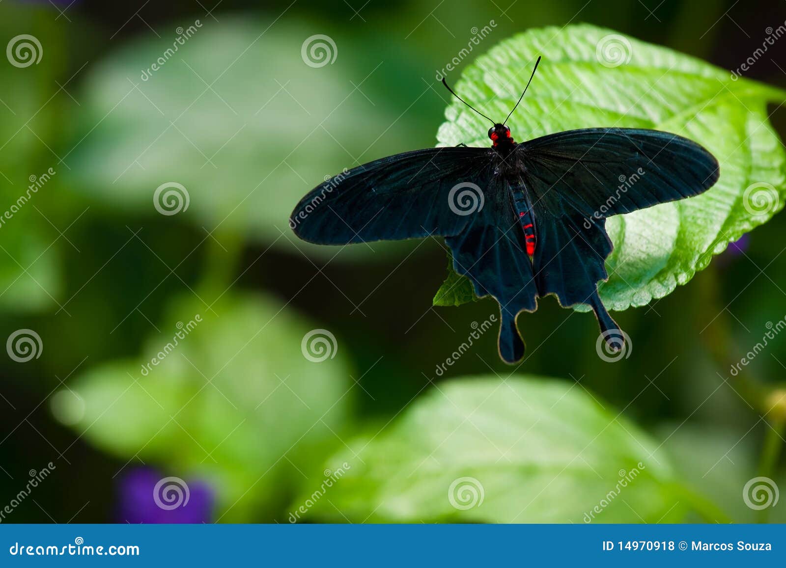 Common Rose Pachliopta Aristolochiae Butterfly Life Cycle Stock Photo ...