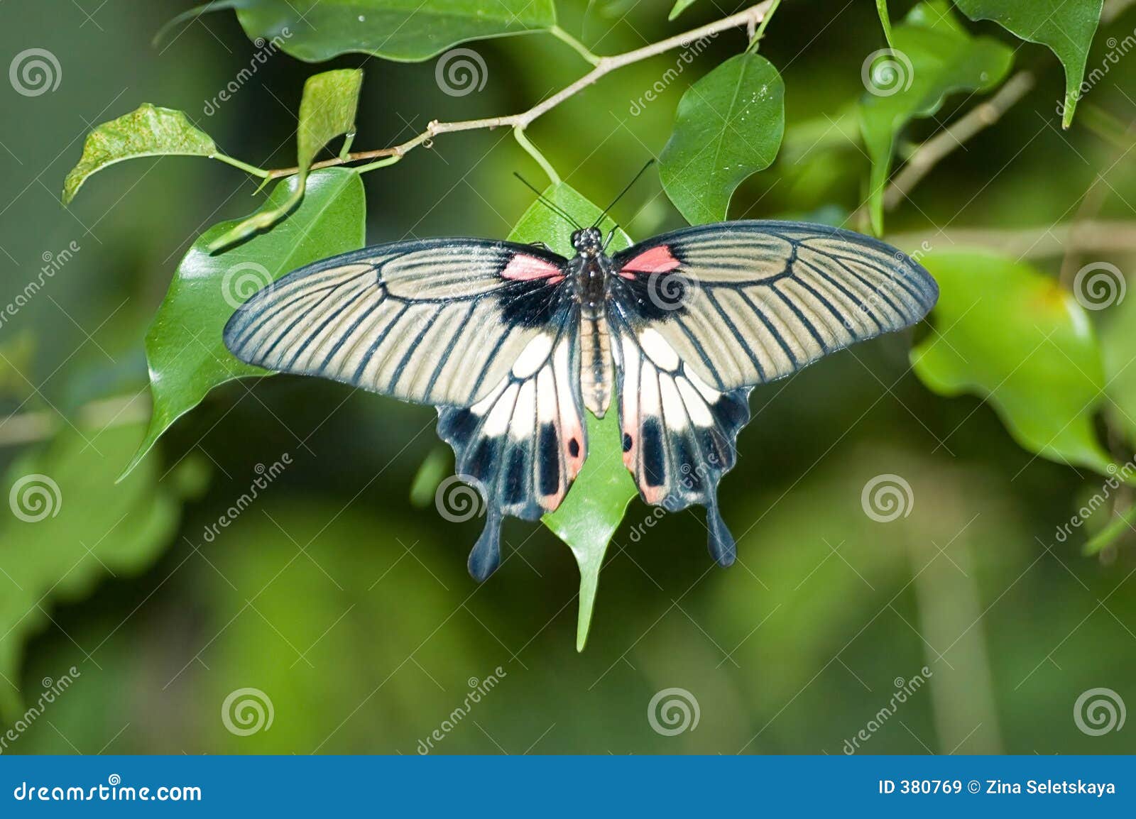 Common Rose Swallowtail Butterfly Stock Image - Image of leuconoe, rose ...