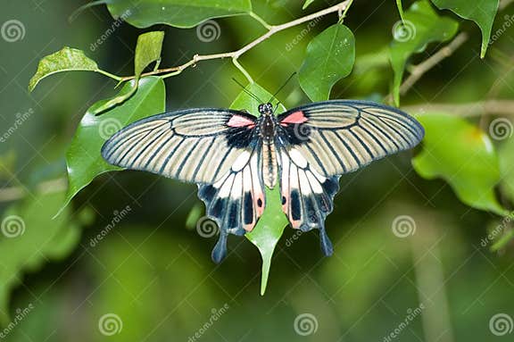 Common Rose Swallowtail Butterfly Stock Image - Image of leuconoe, rose ...