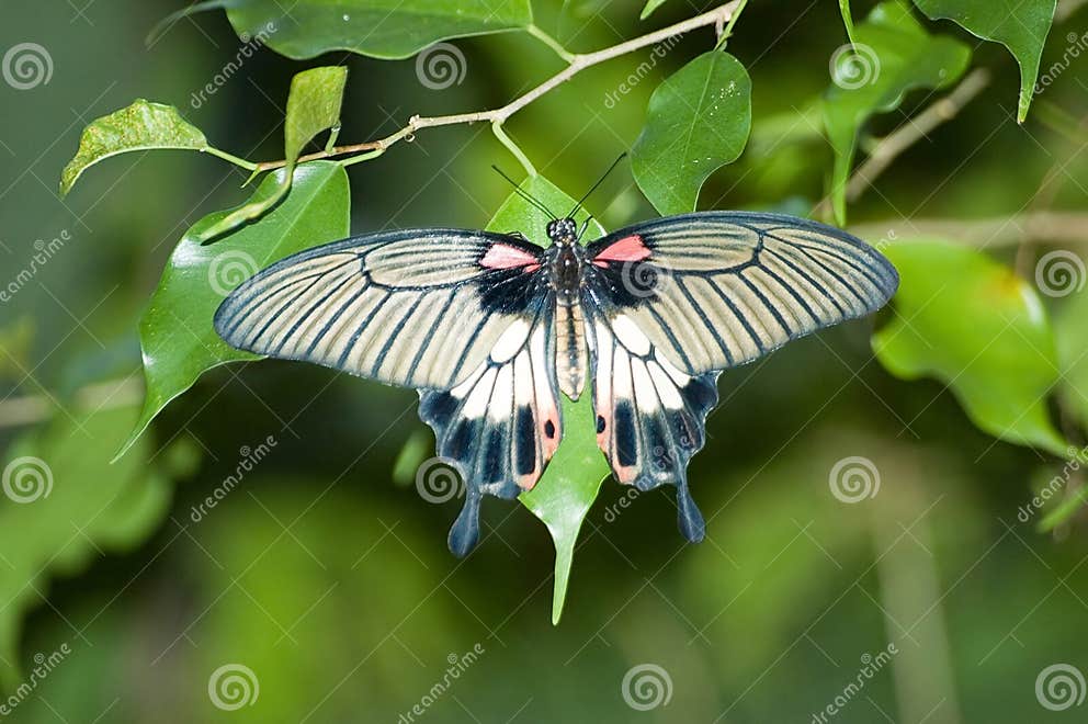 Common Rose Swallowtail Butterfly Stock Image - Image of leuconoe, rose ...