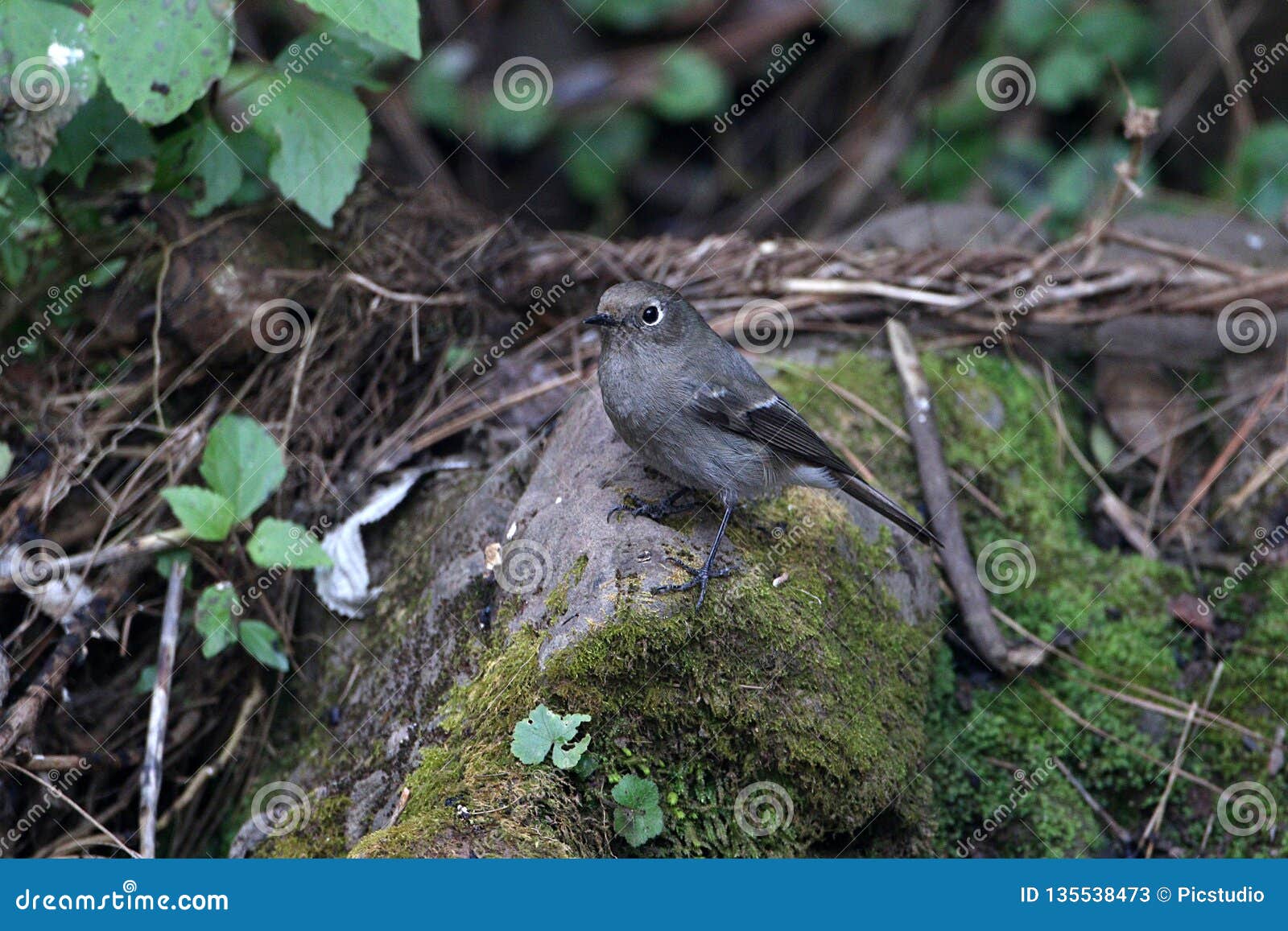Common rosefinch female stock image. Image of female - 135538473