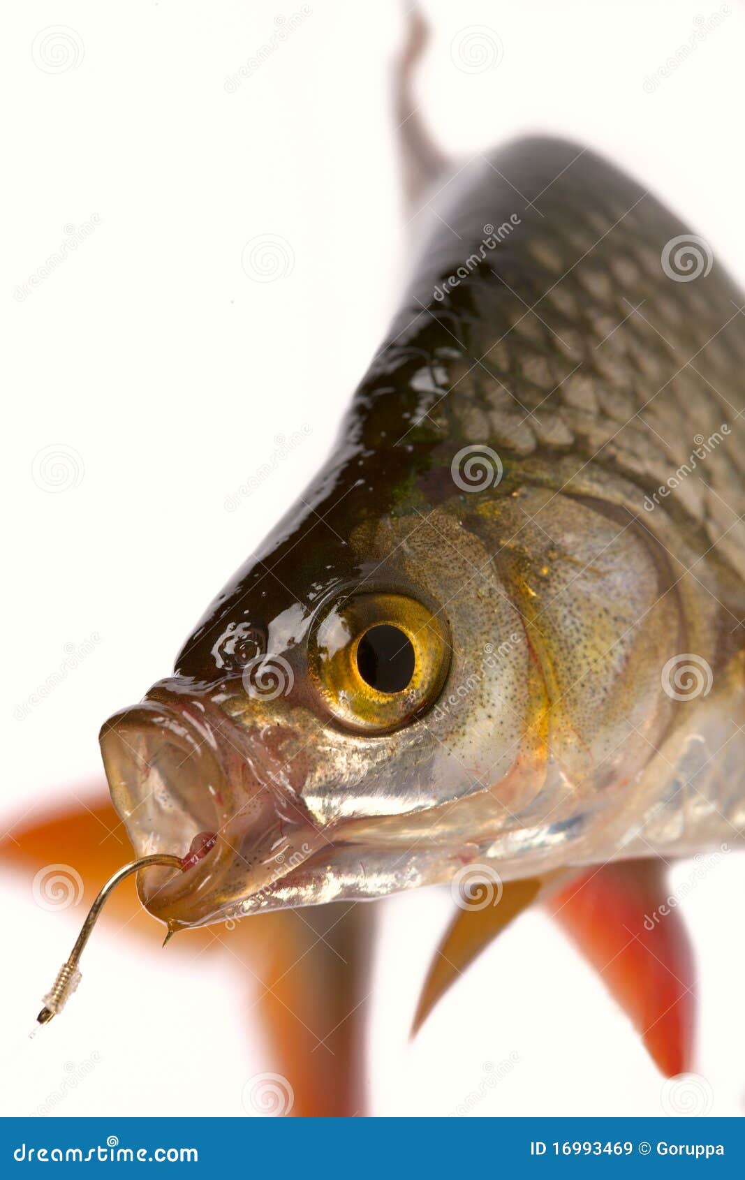 Common rudd stock image. Image of ingredient, healthy - 16993469