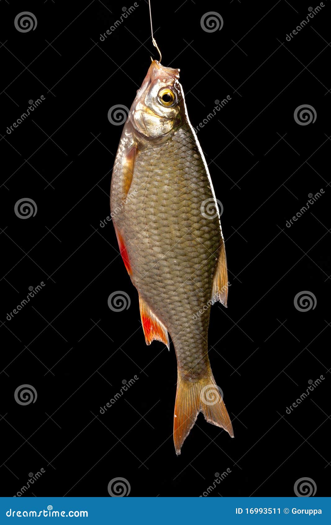 Common rudd stock image. Image of food, recreational - 16993511