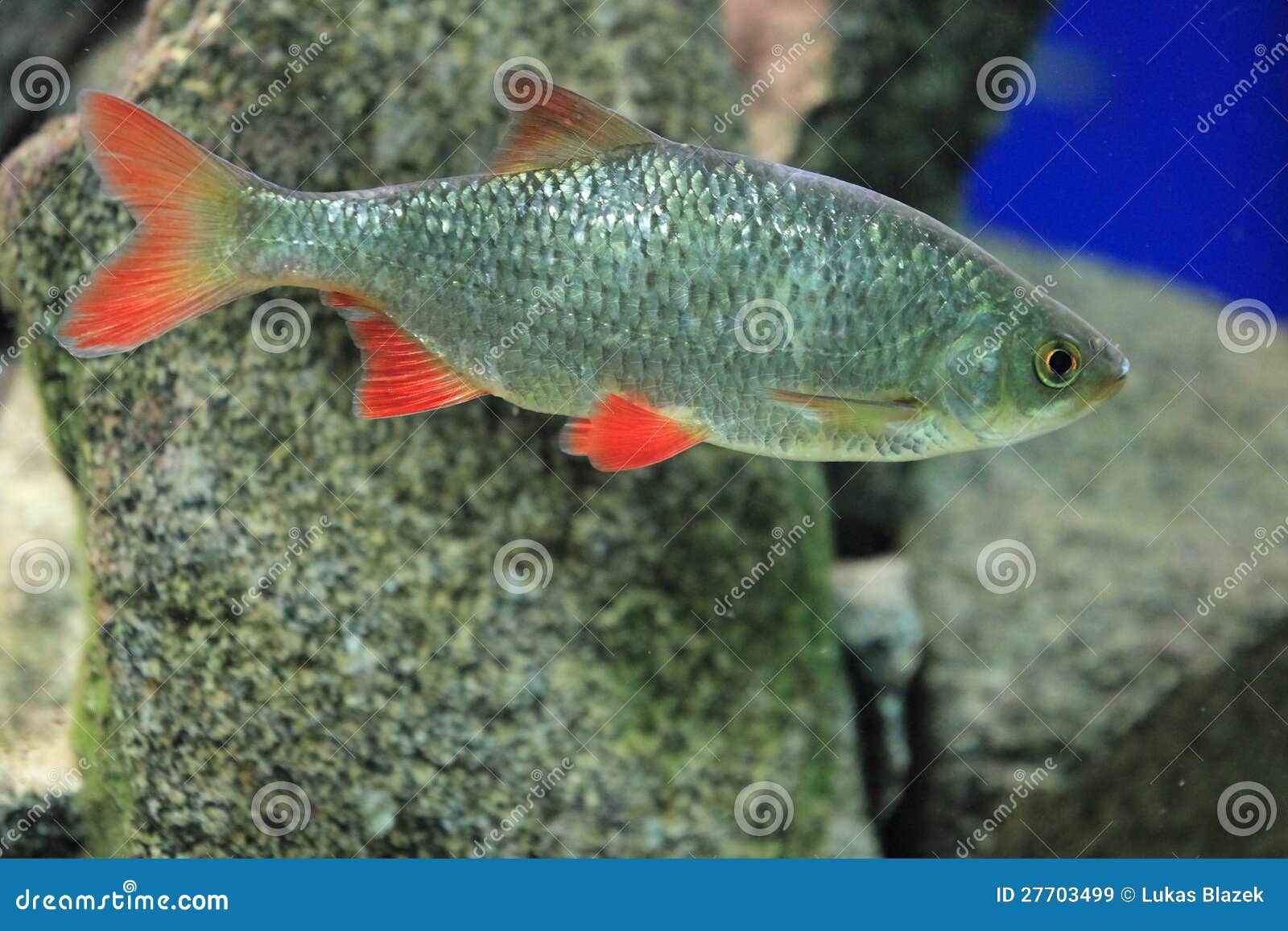 Common rudd stock image. Image of erythropthalmus, scardinius - 27703499