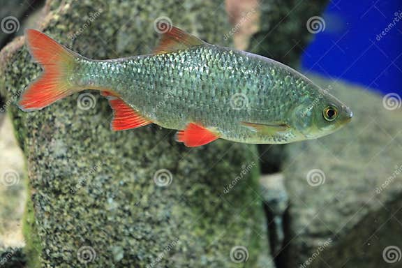 Common rudd stock image. Image of erythropthalmus, scardinius - 27703499