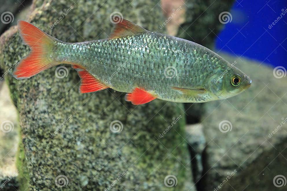 Common rudd stock image. Image of erythropthalmus, scardinius - 27703499